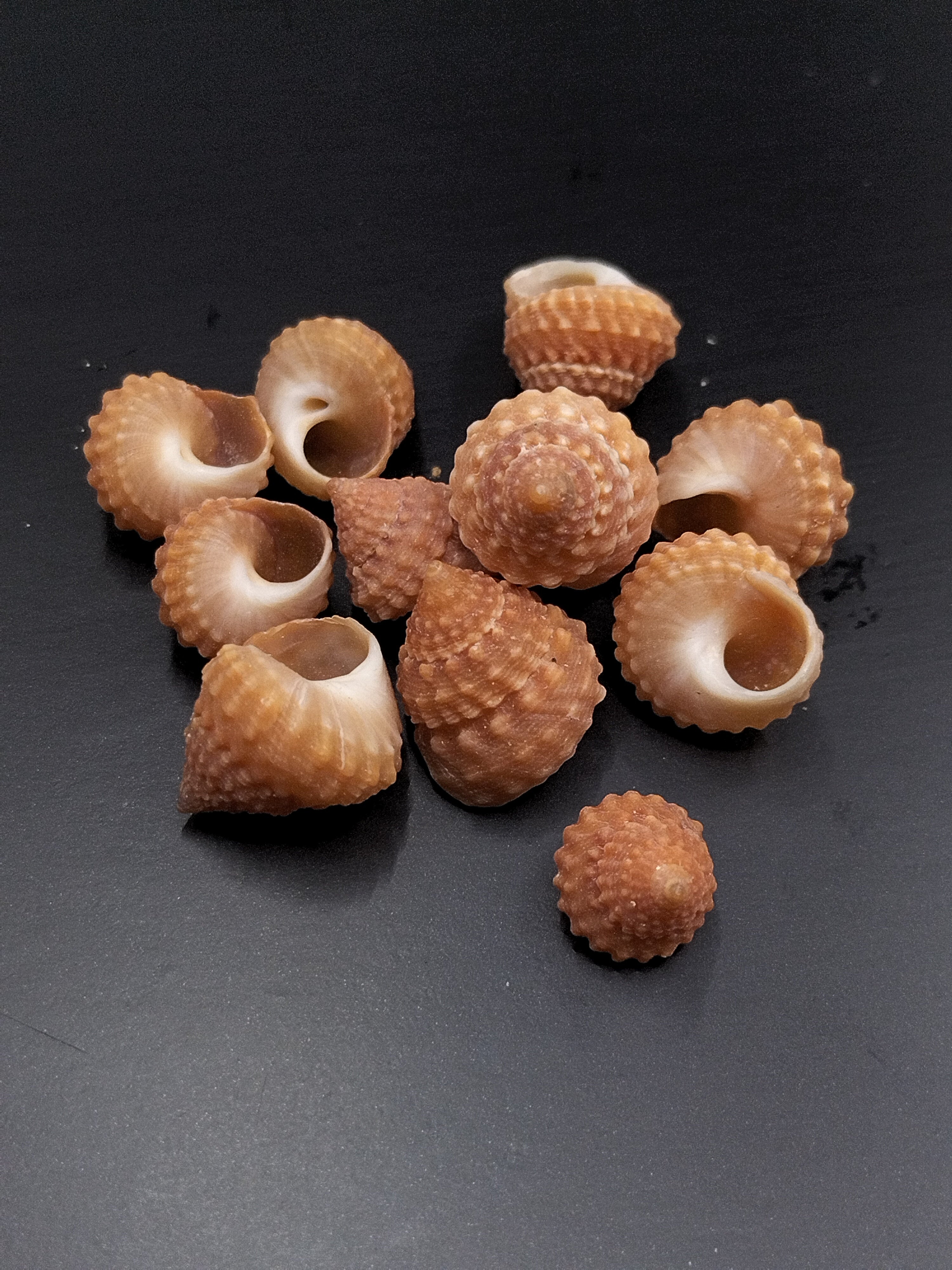 50 x orange echinella shells | She Sells Shells