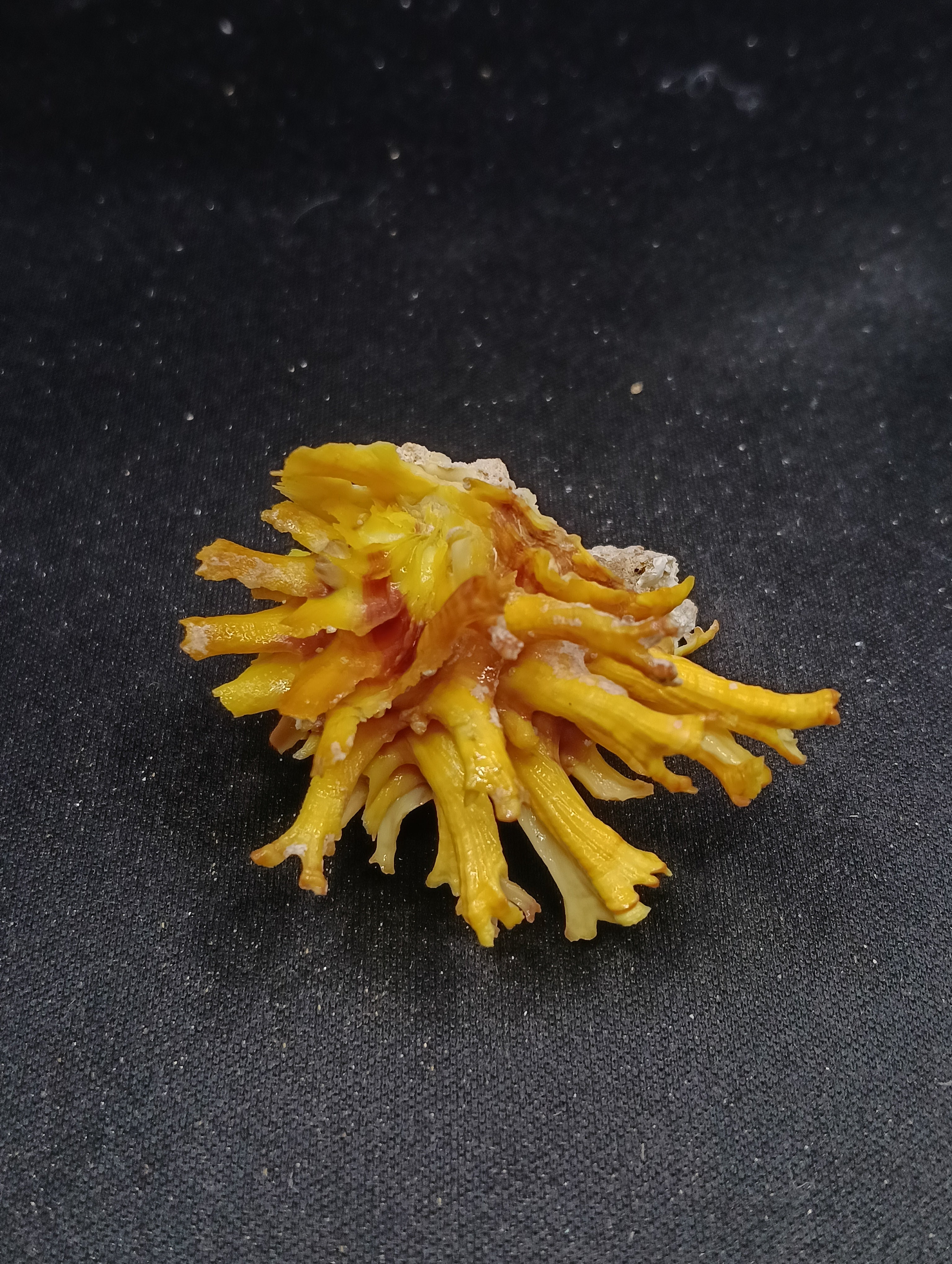 Uncommon coloured chama Lazurus #12307 | She Sells Shells