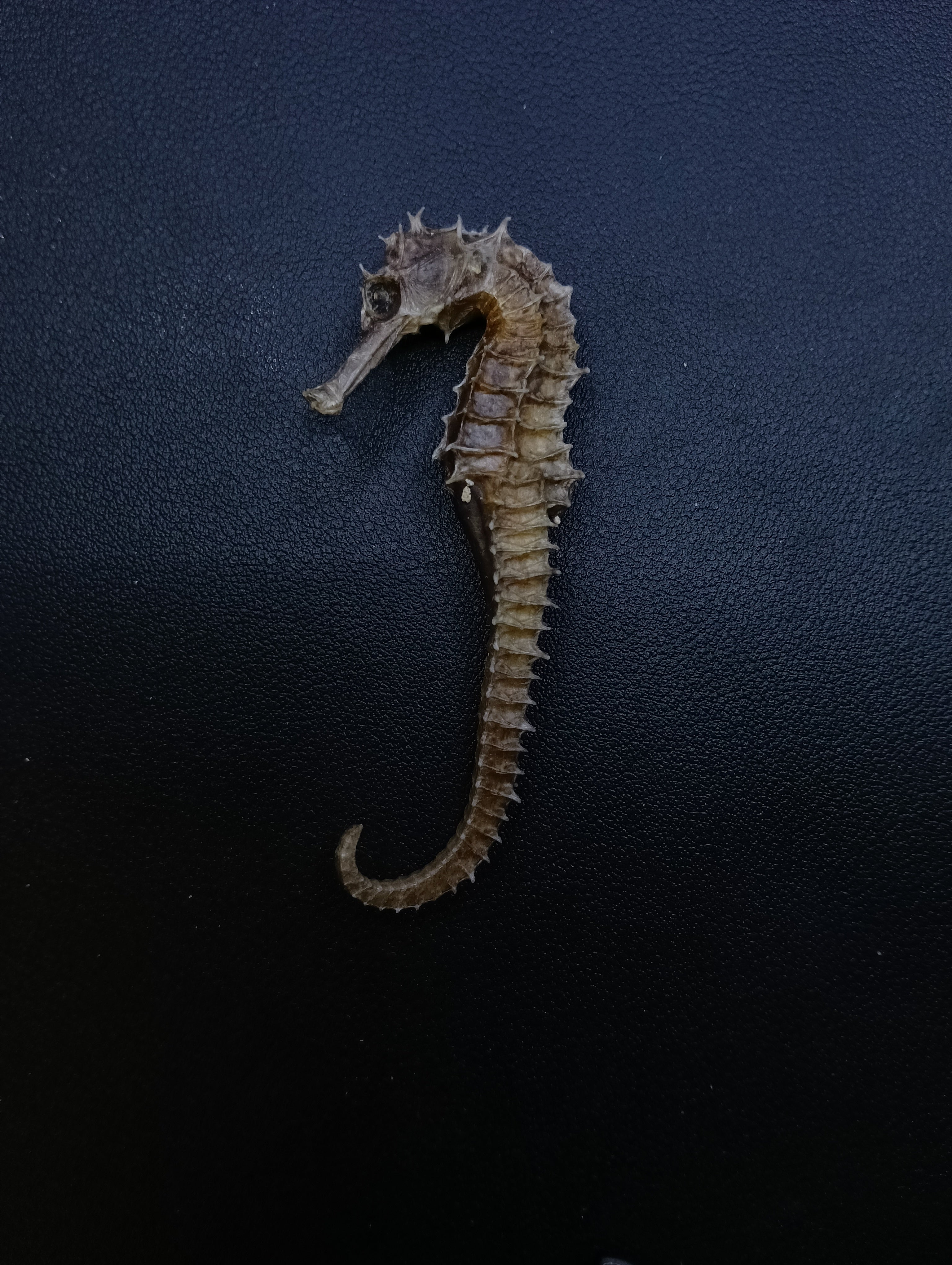 Preserved seahorse #15323 | She Sells Shells