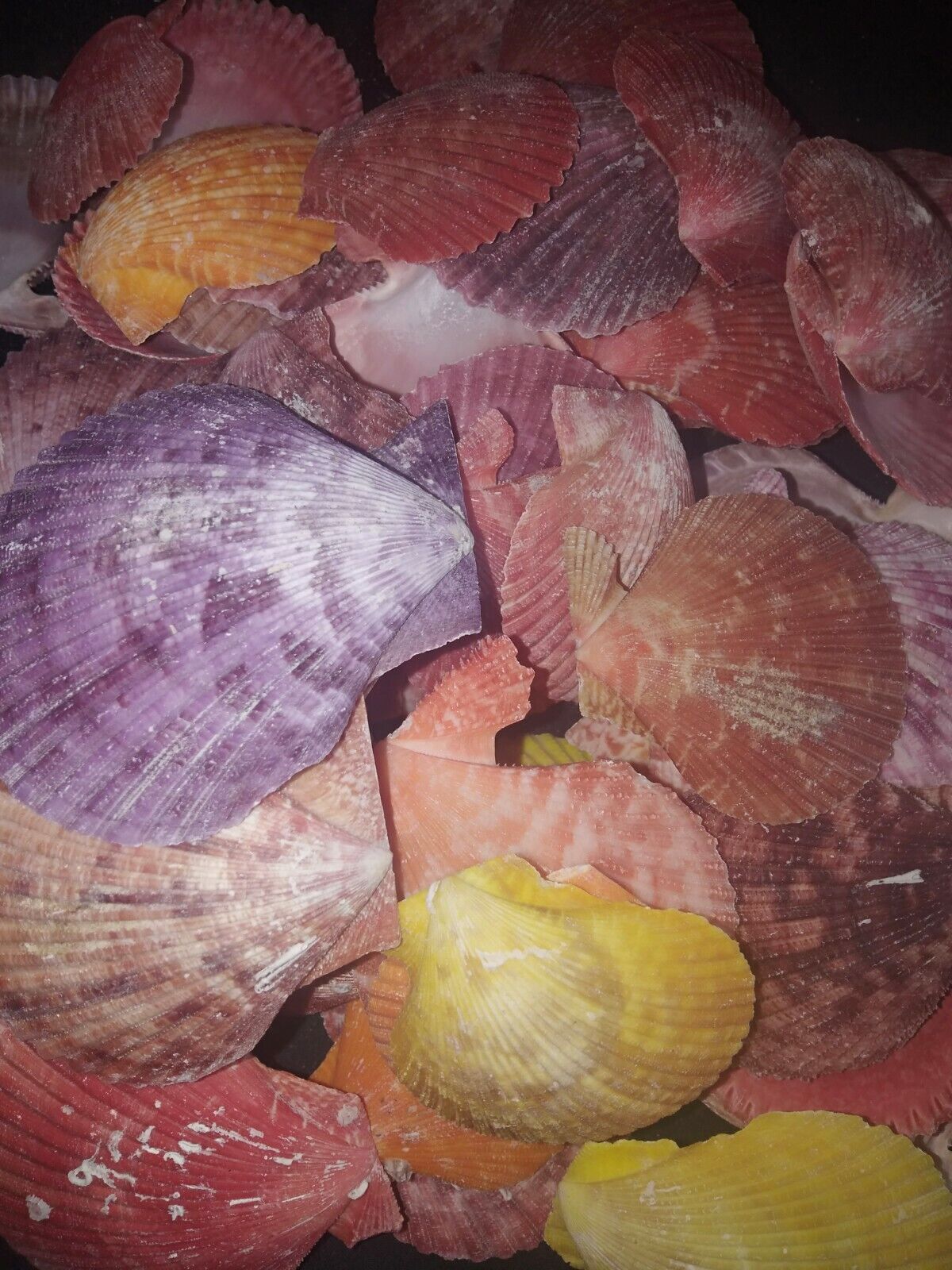 500g craft pecten nobilis | She Sells Shells