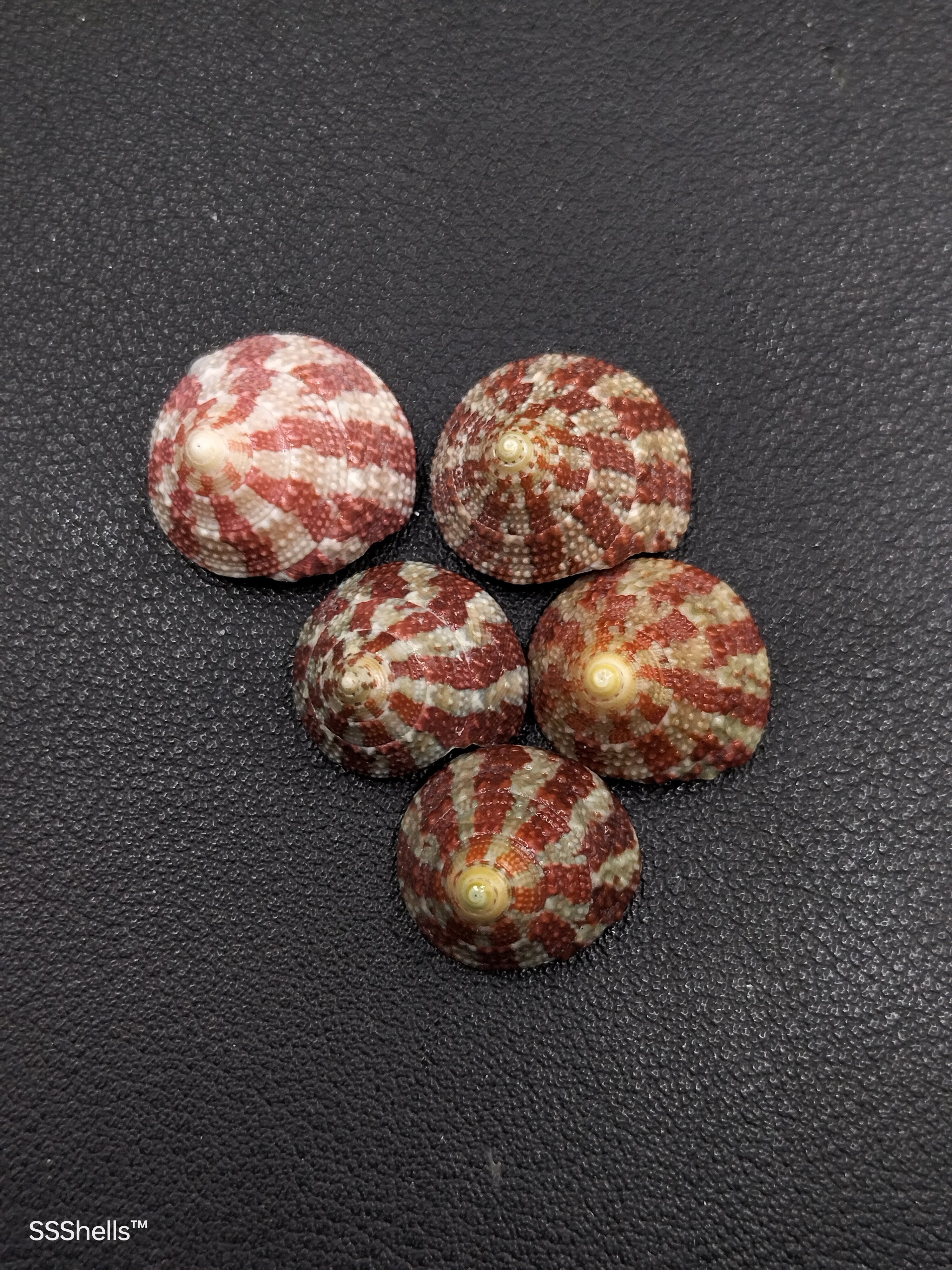 5 x trochus radiatus #10095 | She Sells Shells