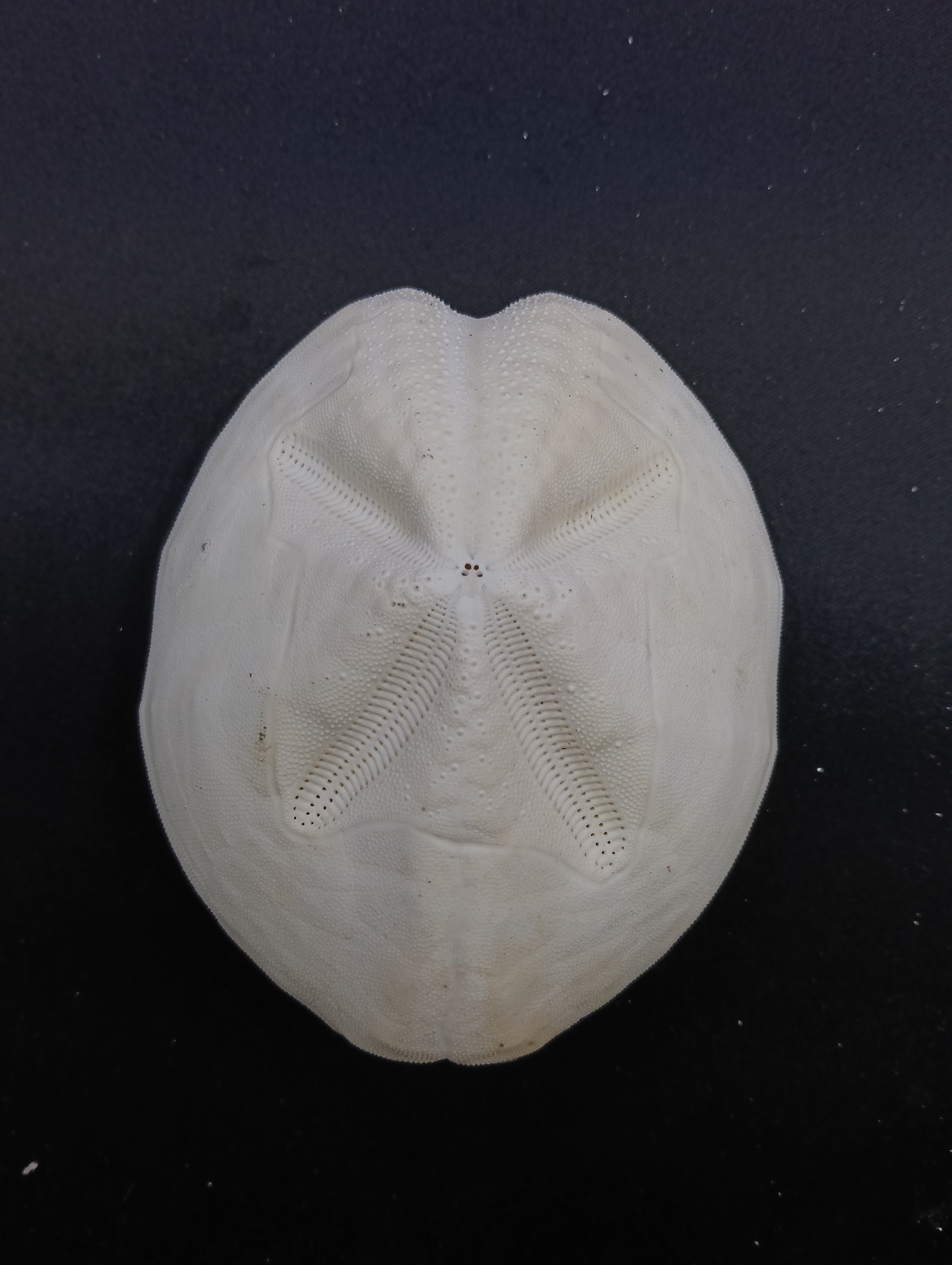 Giant metalia spatagus sea urchin #12611 | She Sells Shells