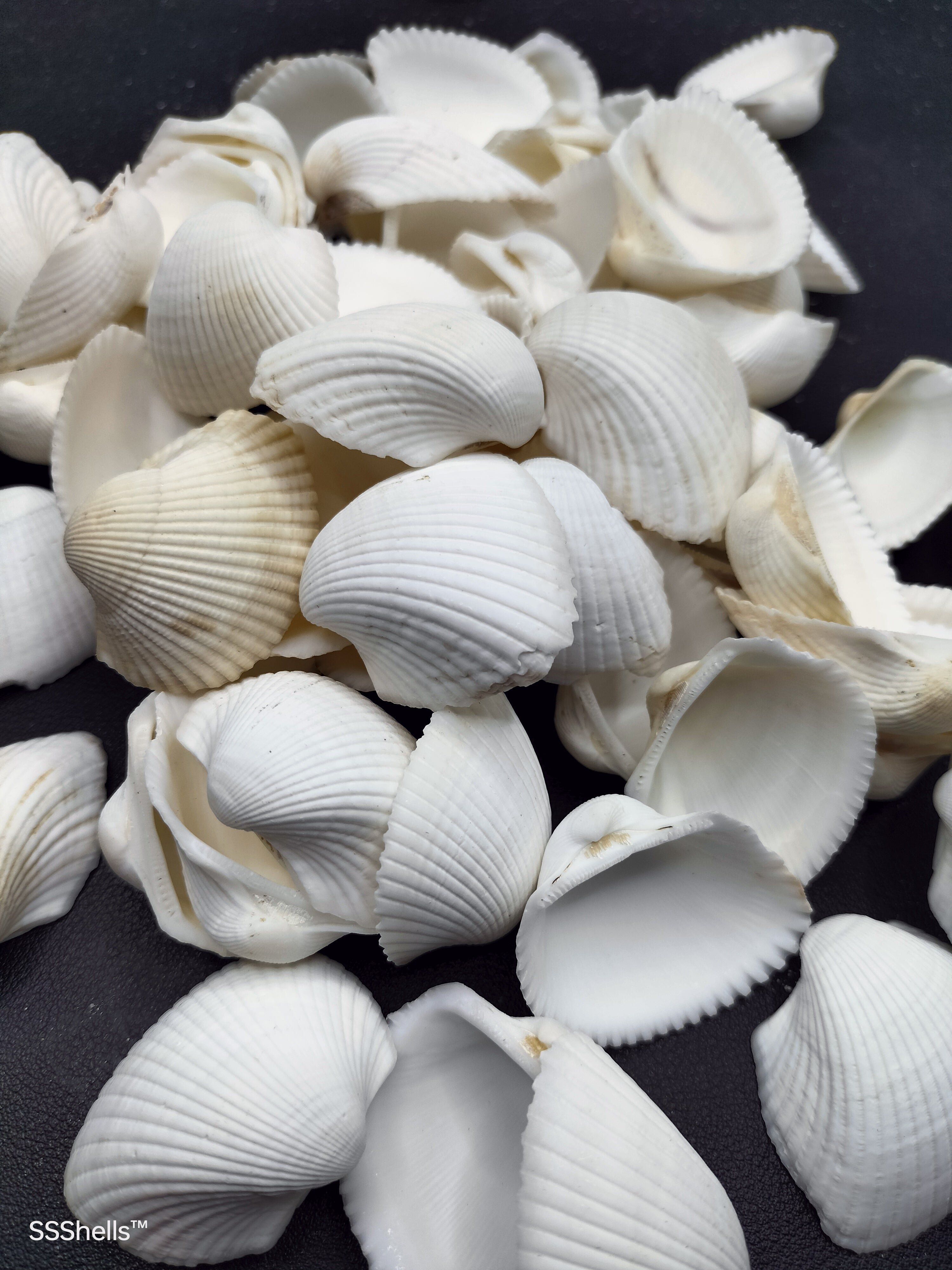 500g white ark shells | She Sells Shells