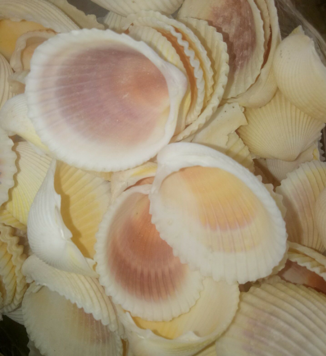 500g rose cockle shells | She Sells Shells