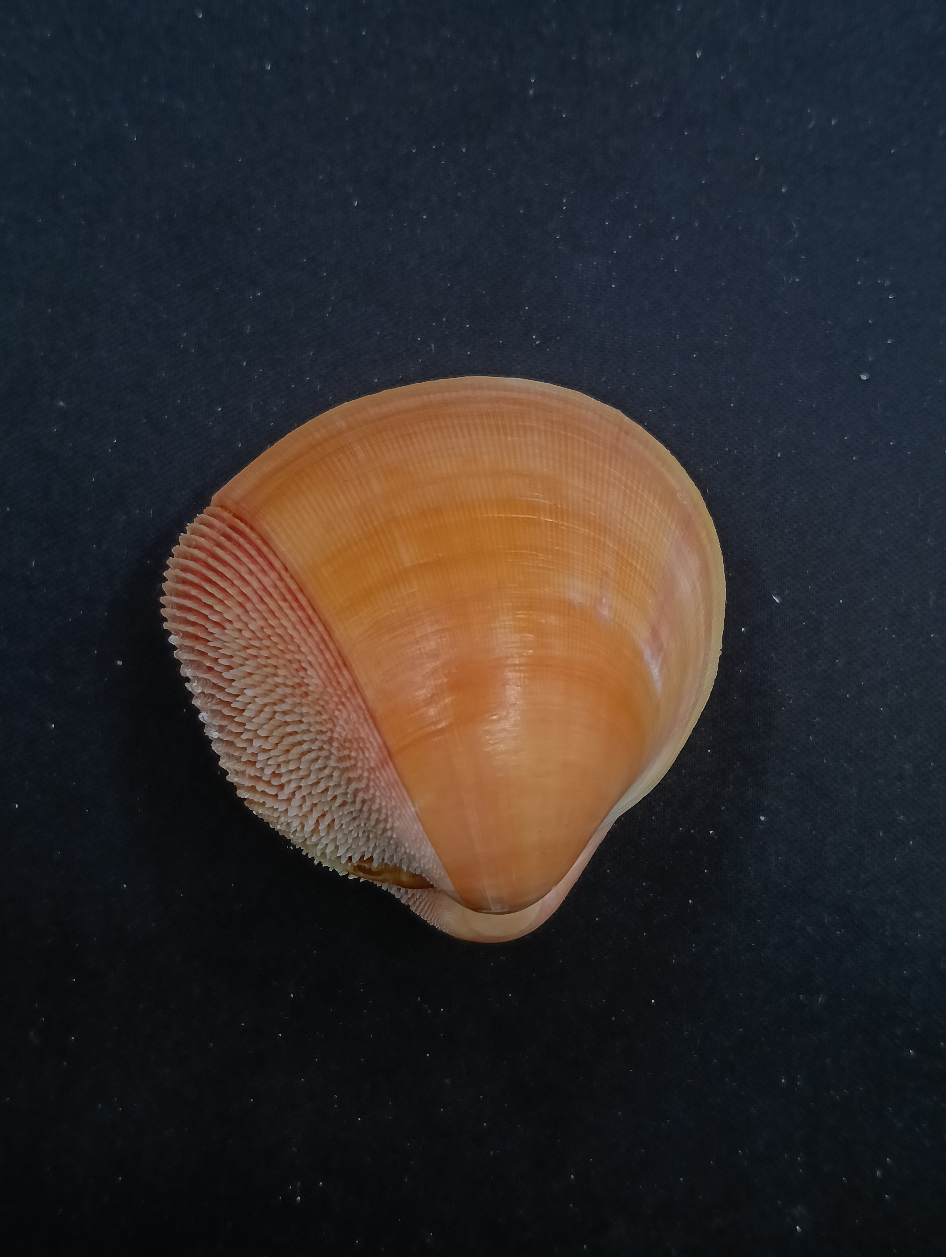 Large nemocardium bechei #12275 | She Sells Shells