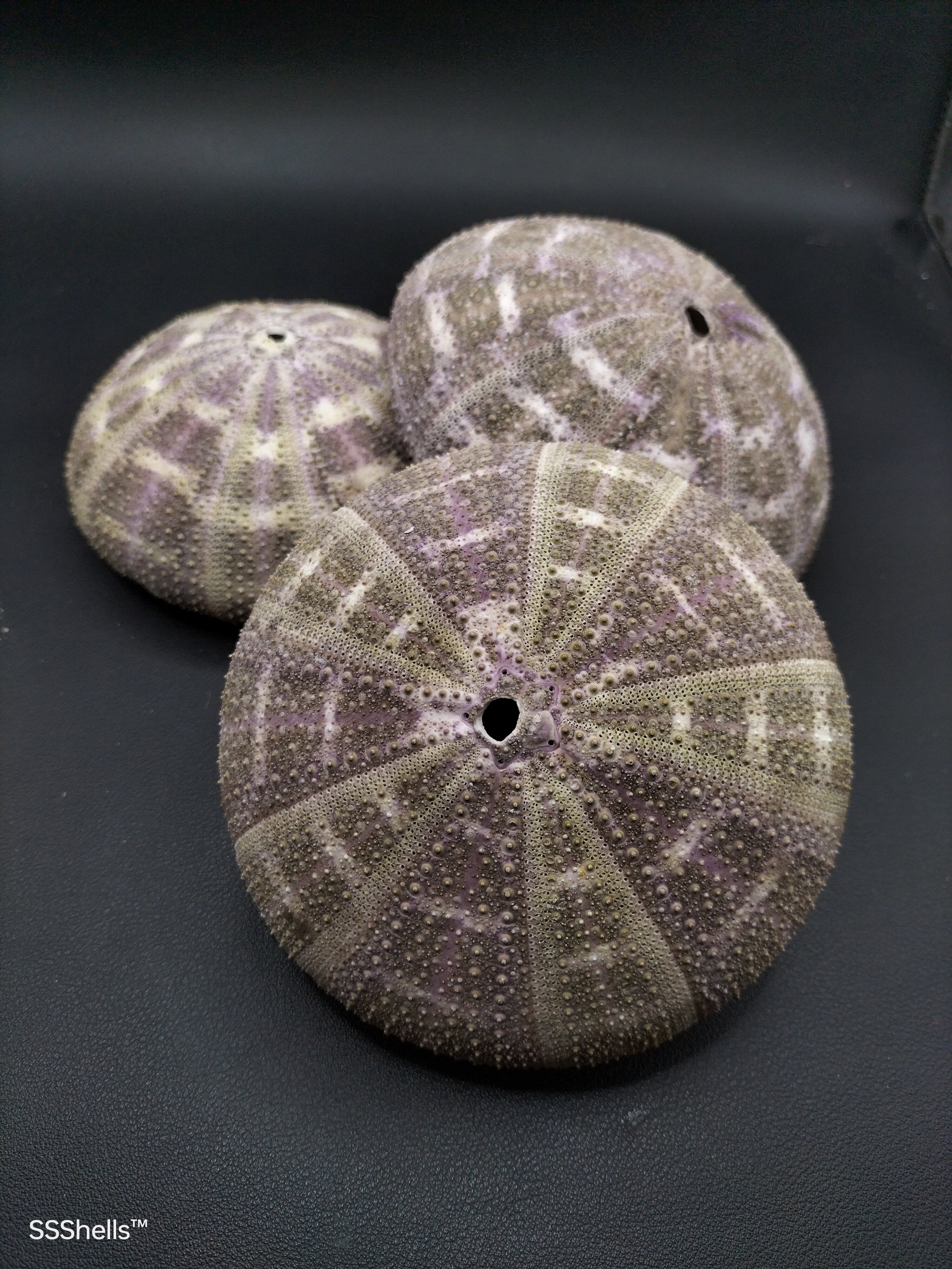 Giant Alfonso Urchins (each) | She Sells Shells