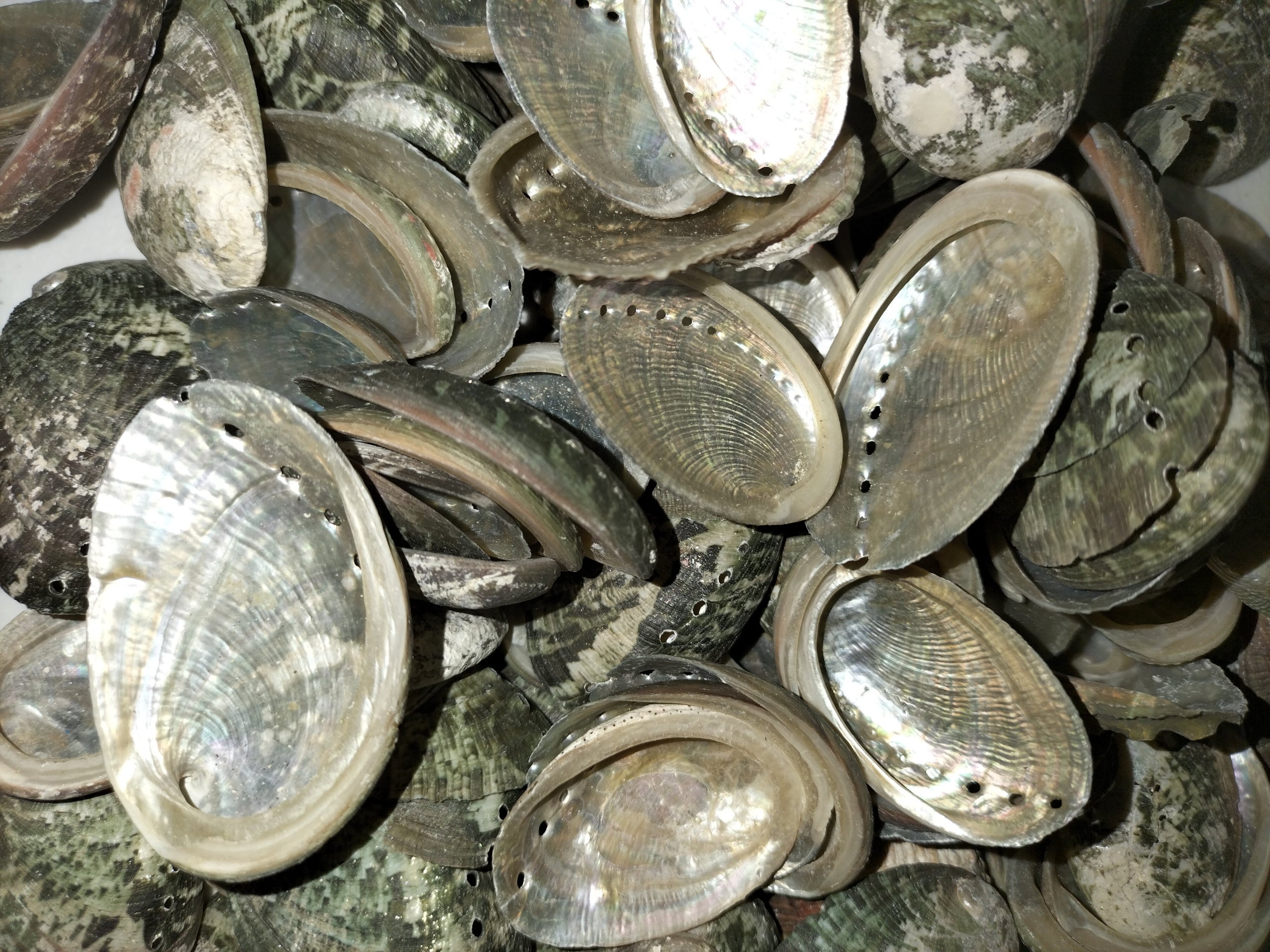 Round abalone 500g pack | She Sells Shells