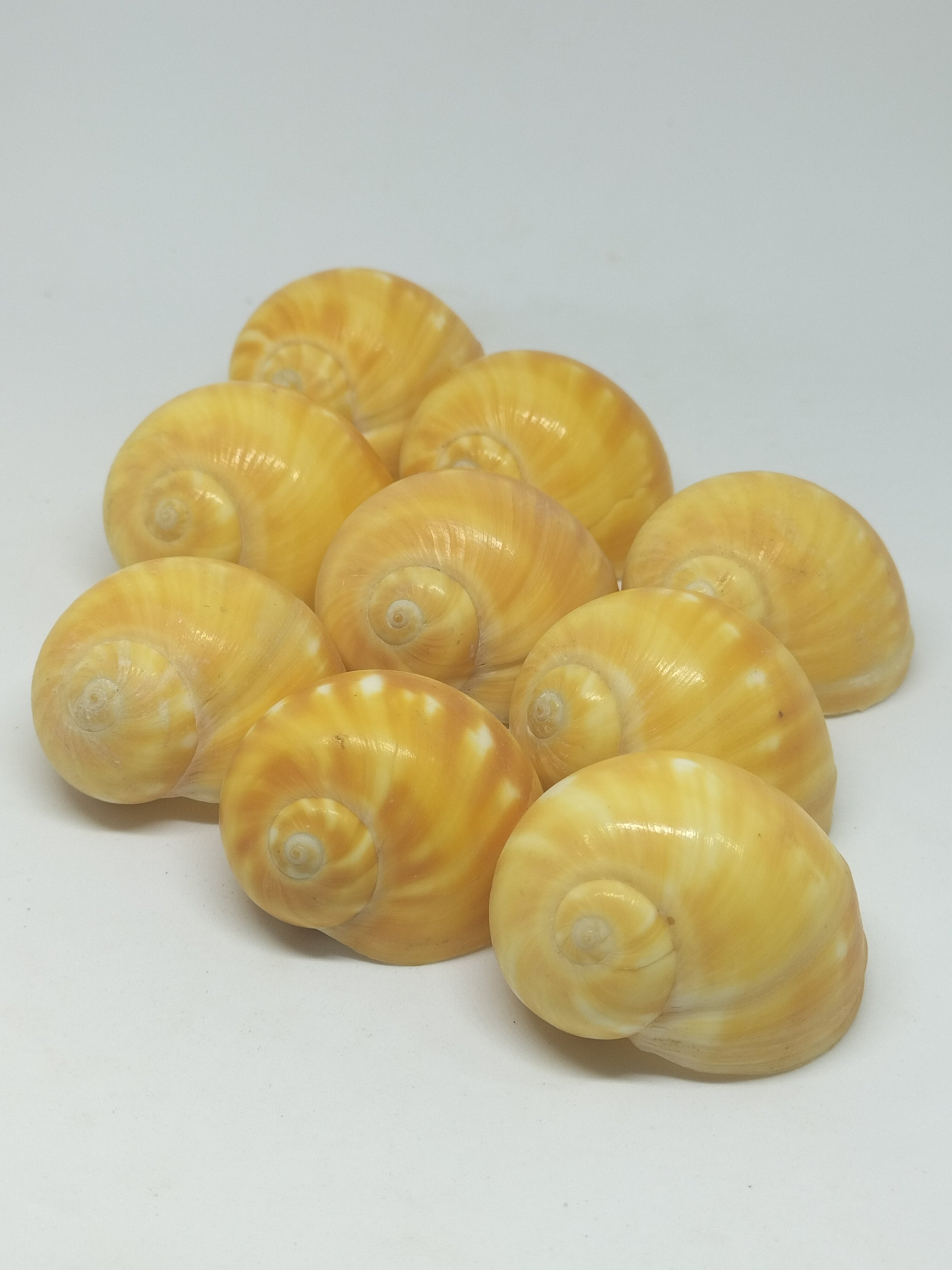 Natica stellata (each) | She Sells Shells