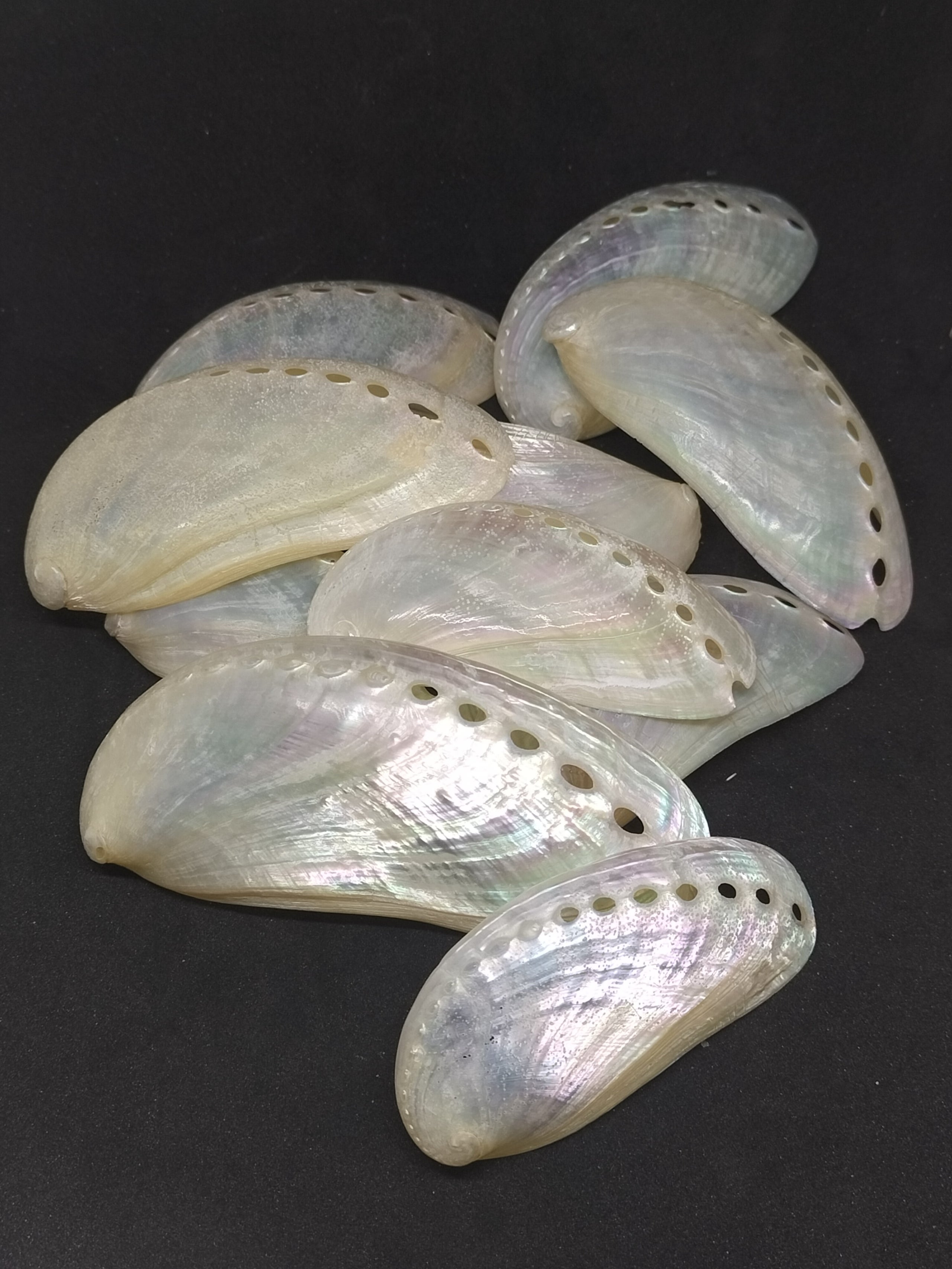 10 X pearled haliotis abalone shells | She Sells Shells