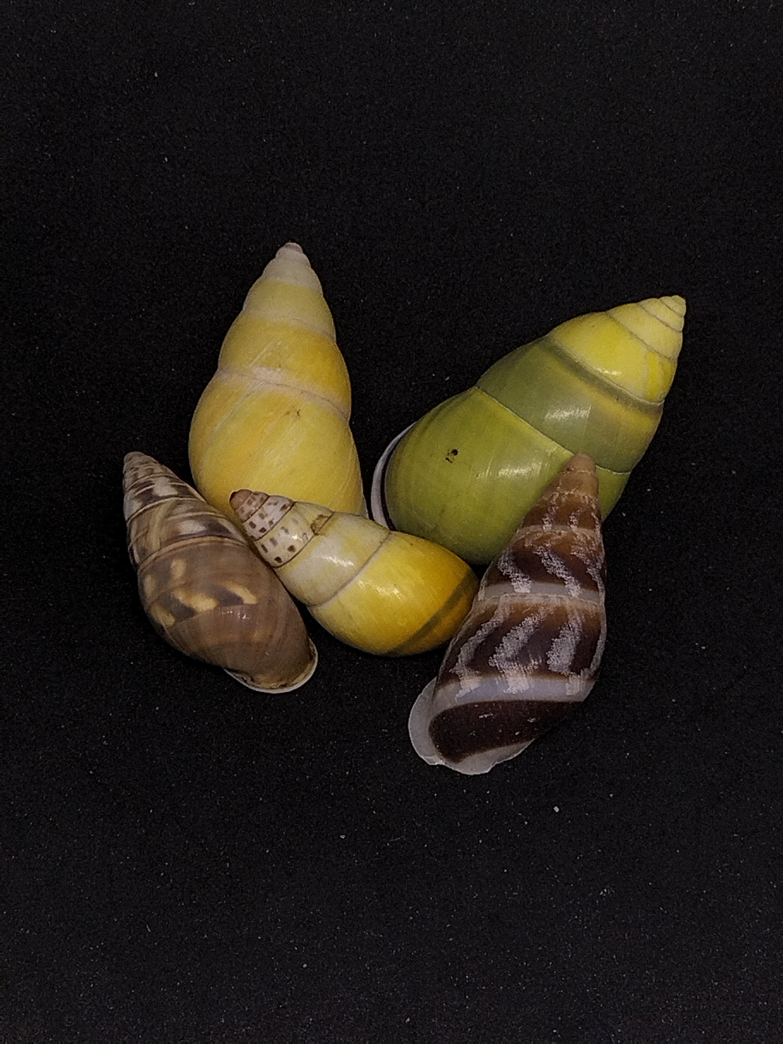 5 indonesian colour land snails #2159 | She Sells Shells