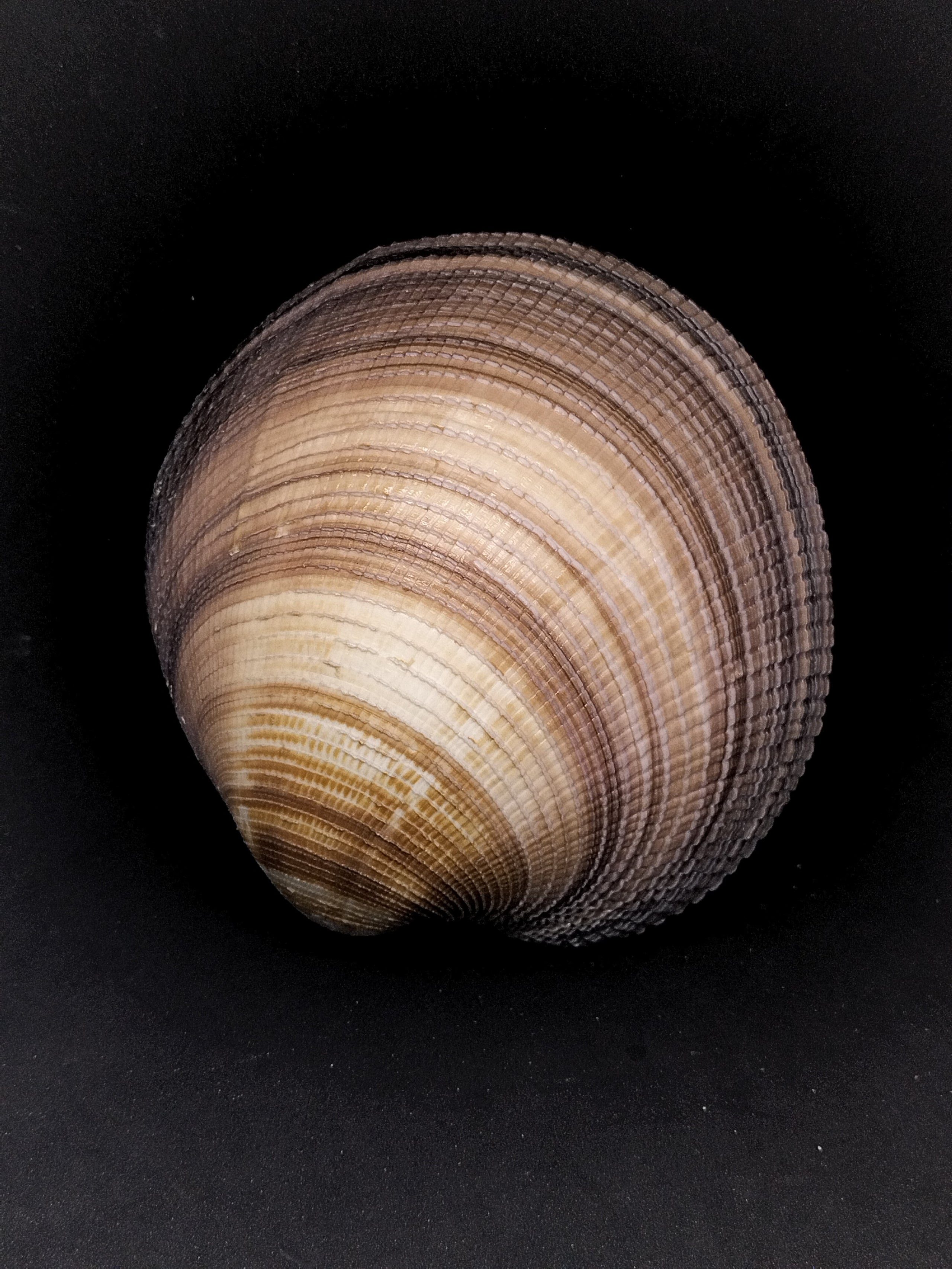 Giant Maxima cockle FULL #2552 | She Sells Shells