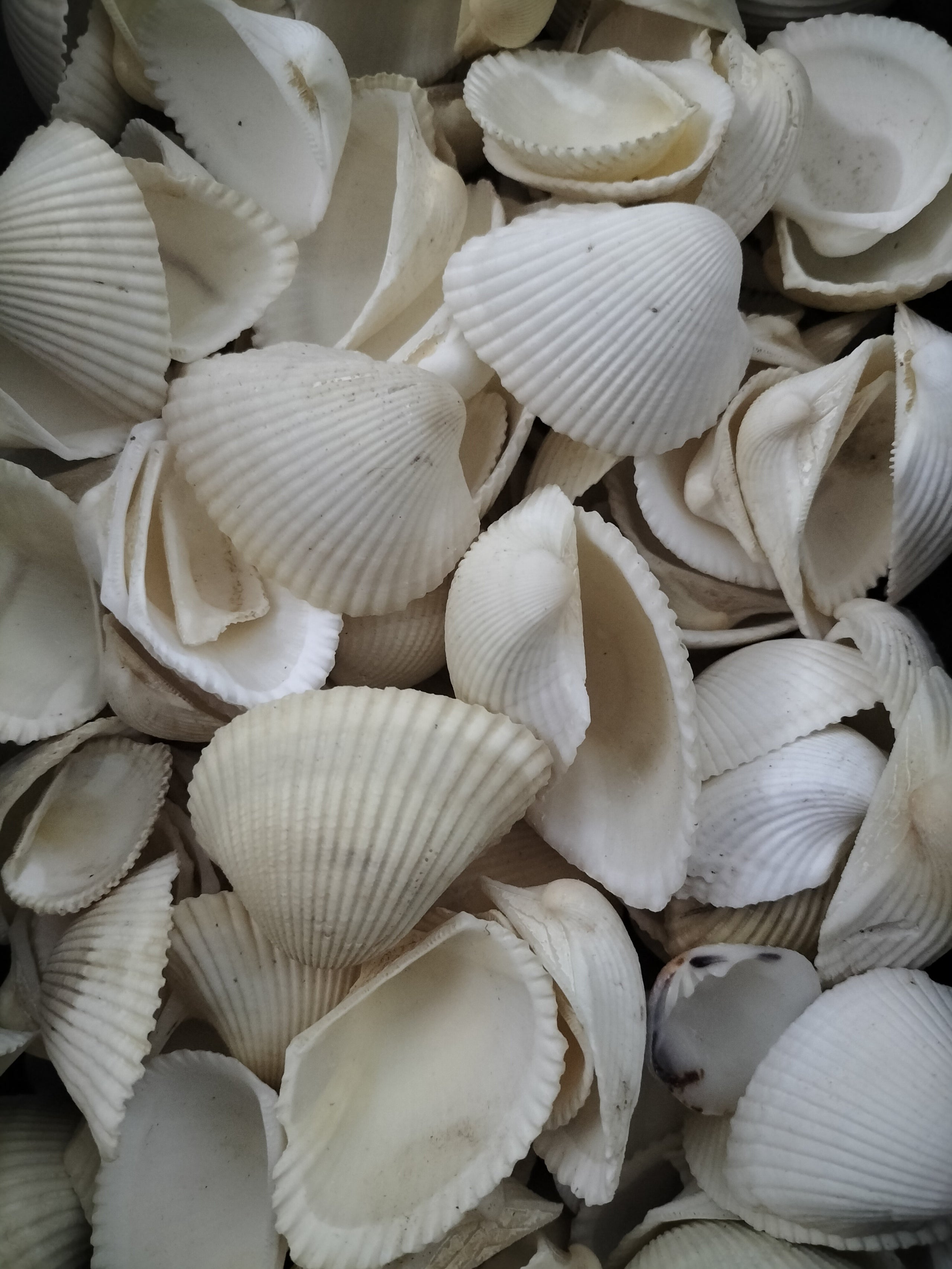 500g white ark shells | She Sells Shells