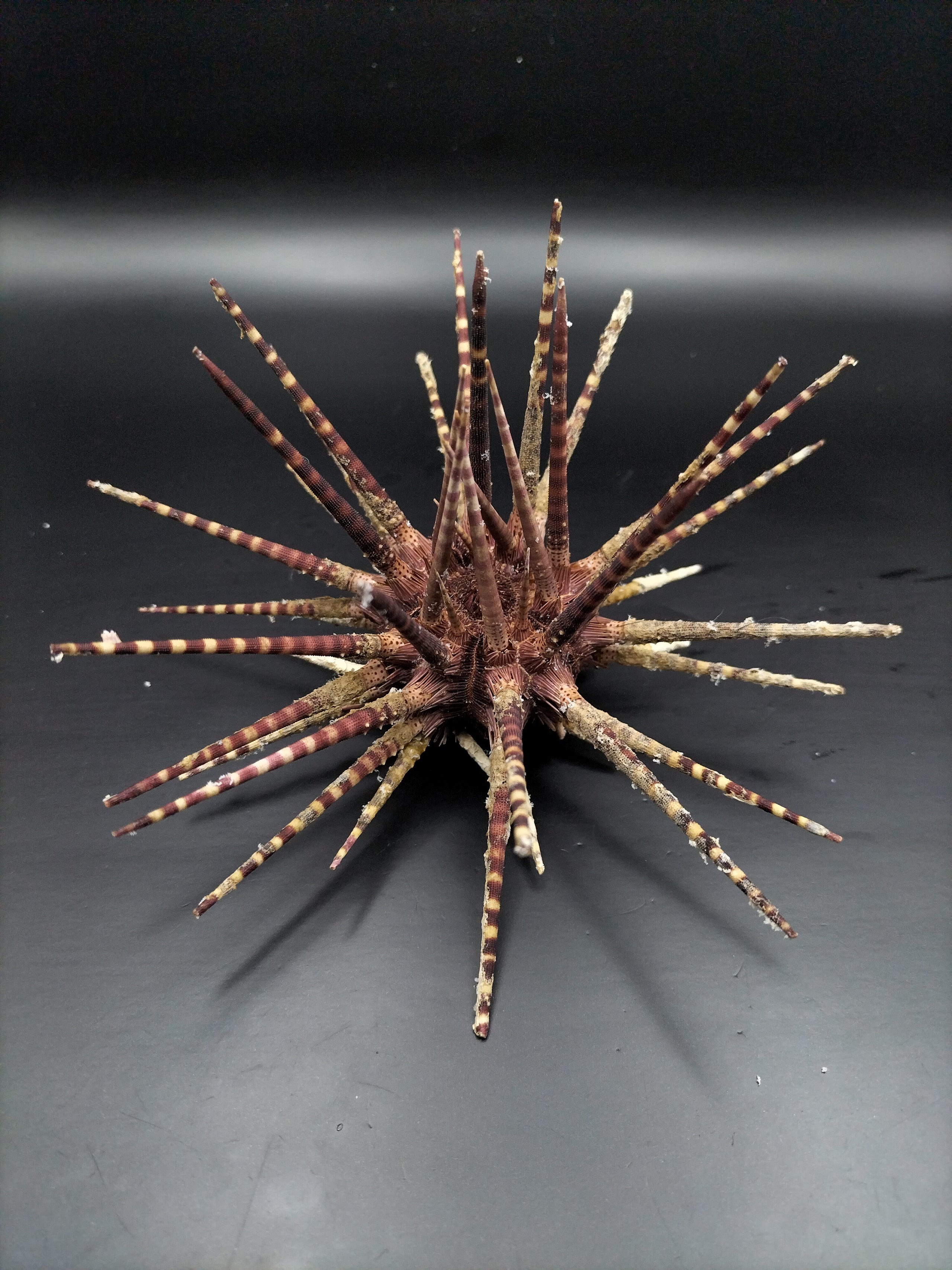 Large tiger spine urchin #B425 | She Sells Shells