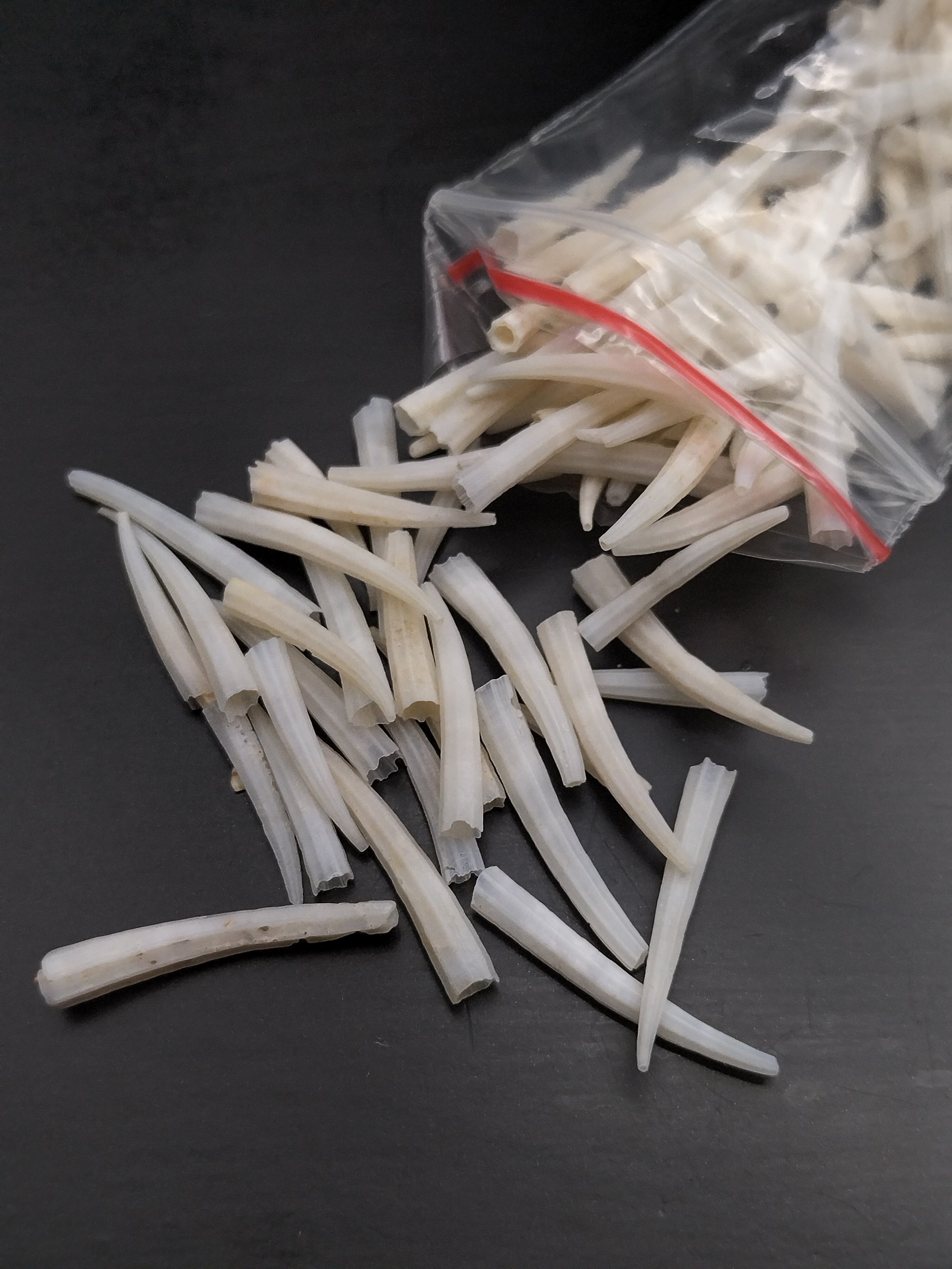 20g bag of dentalium tusk shells | She Sells Shells