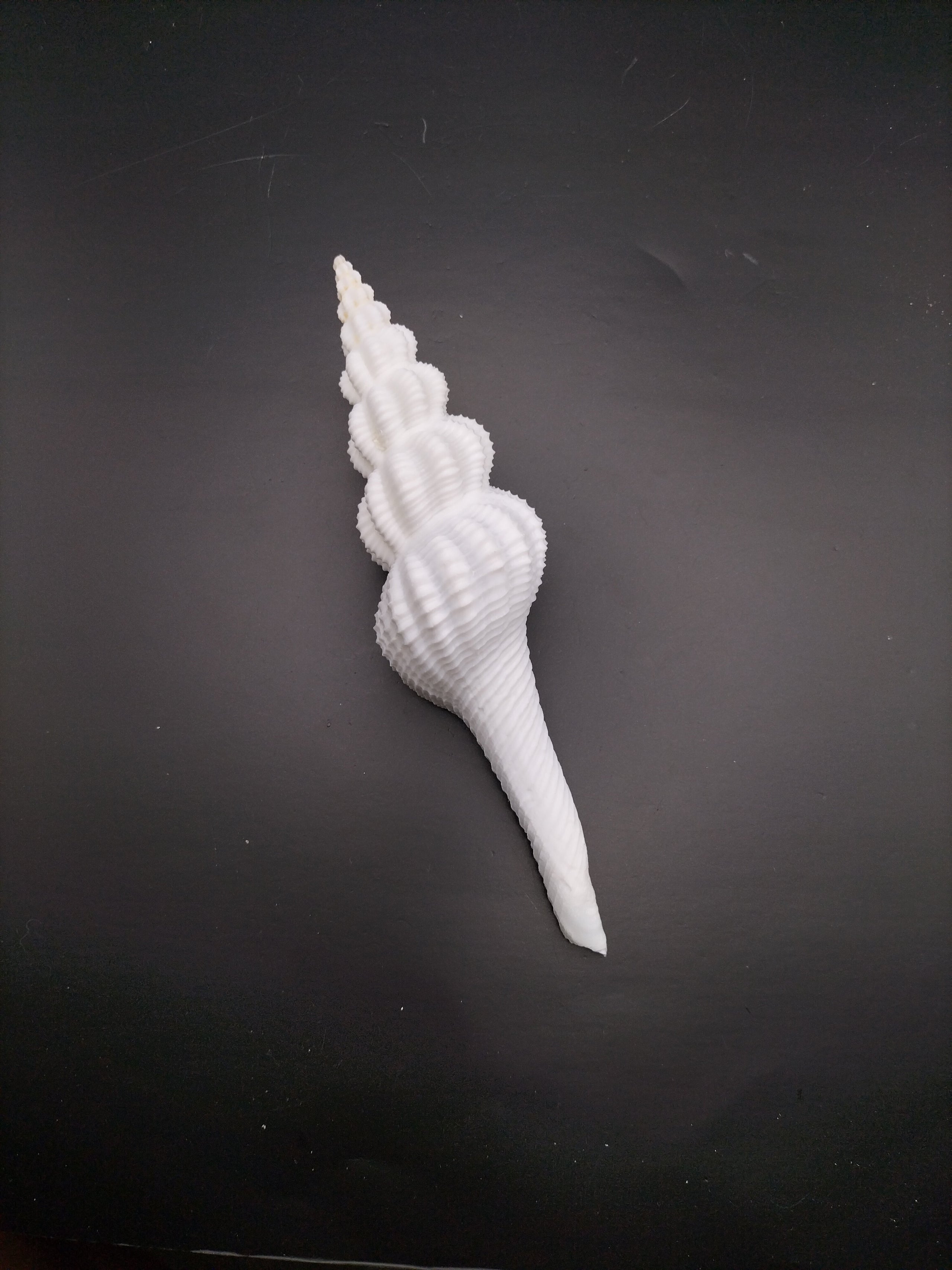 Large fusinus forceps #3689 | She Sells Shells