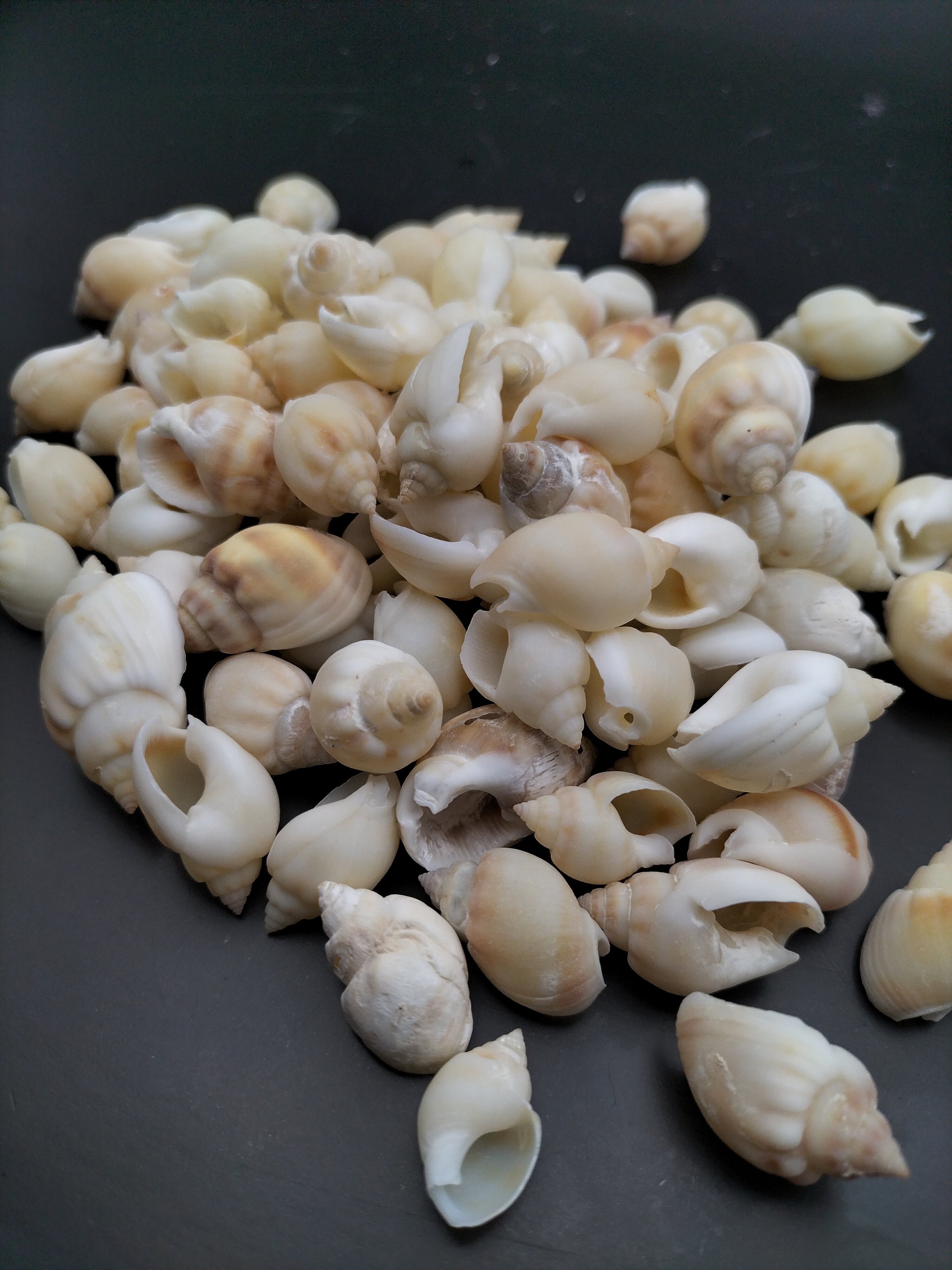 500g frogshell | She Sells Shells