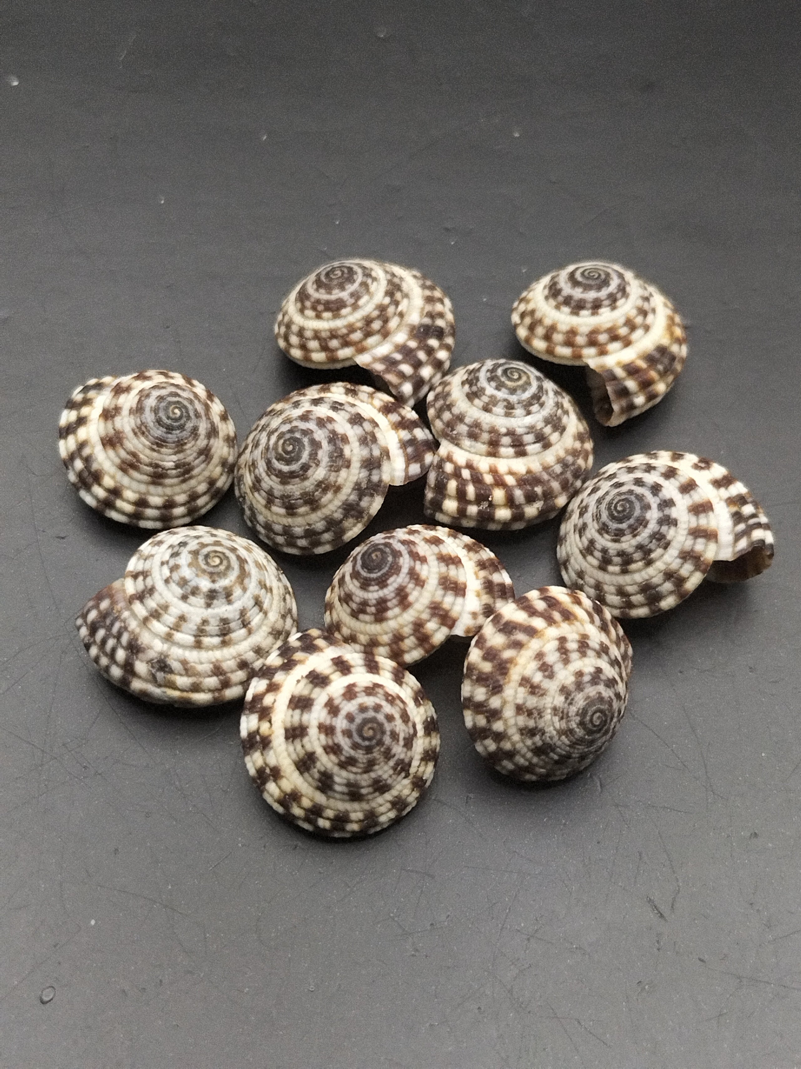 10 x heliacus variegatus | She Sells Shells