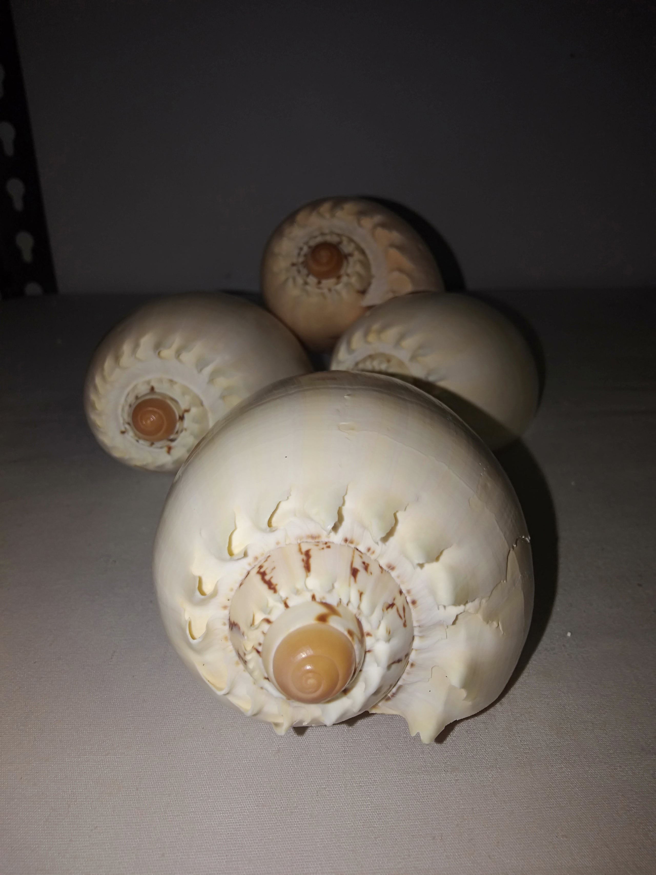 Small Melo Diadema (each) | She Sells Shells