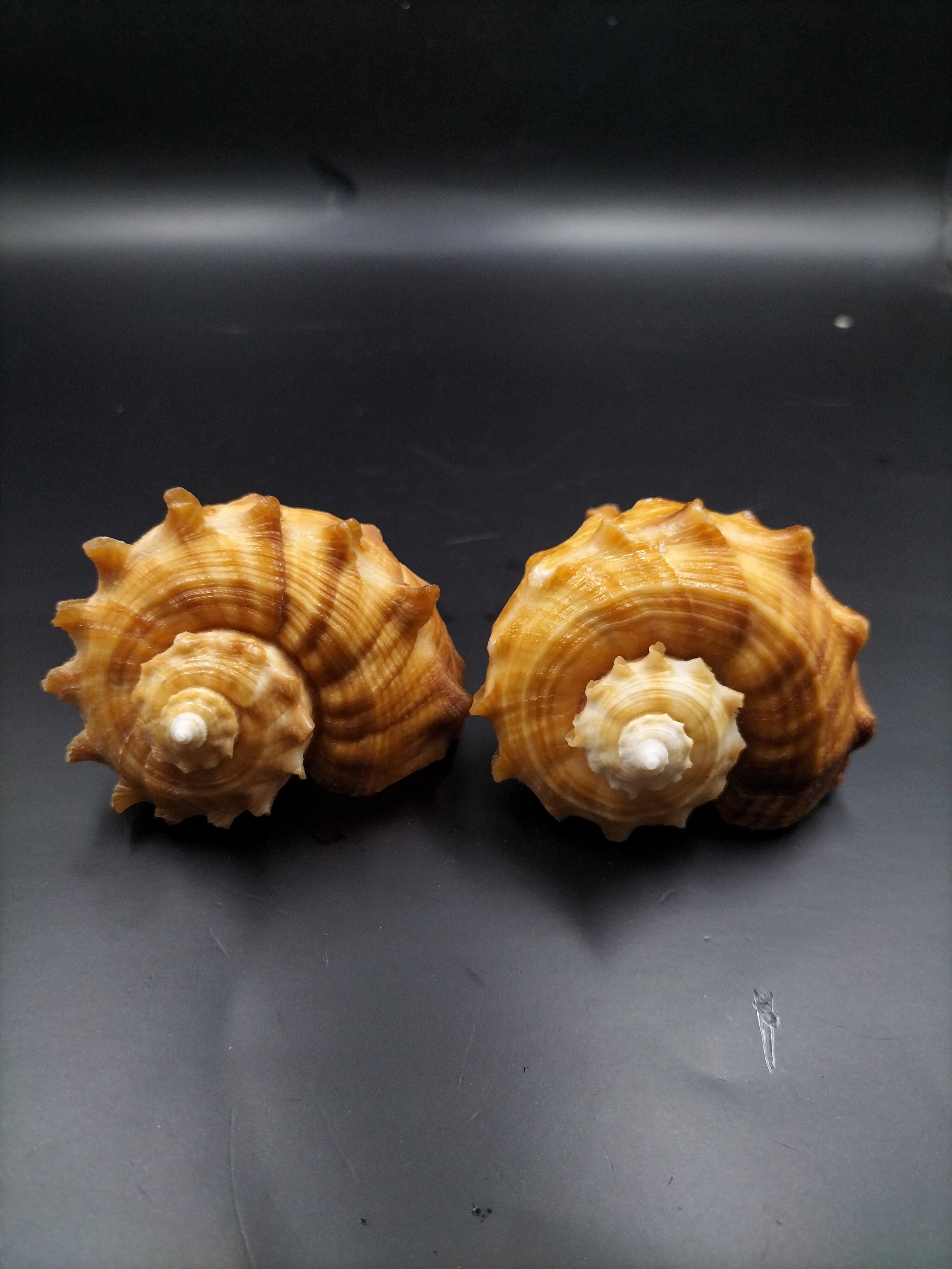 Turnip rapana (Rapa-Rapa) #4335 | She Sells Shells