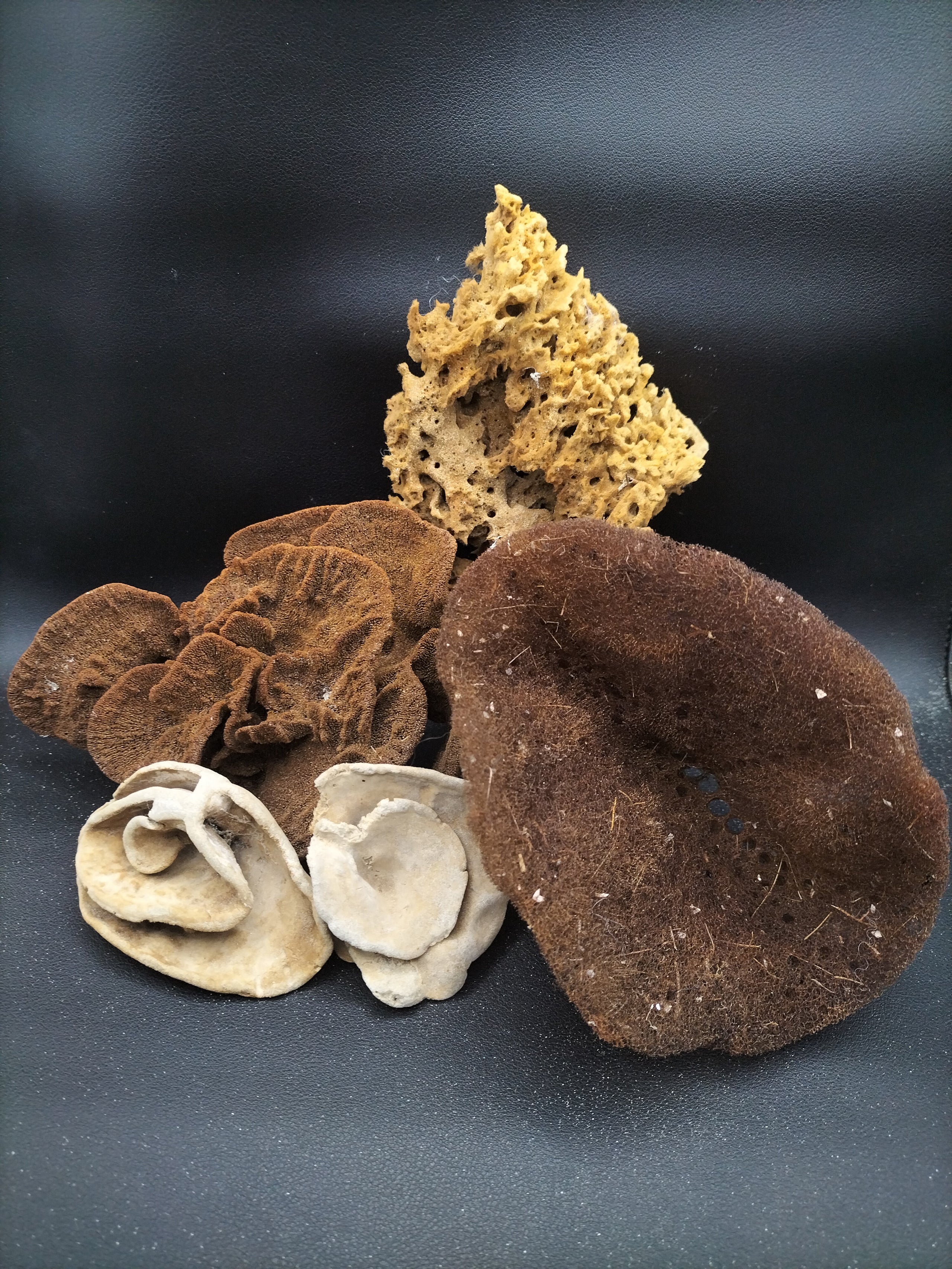 Set of 5 natural sea sponge #4920 | She Sells Shells