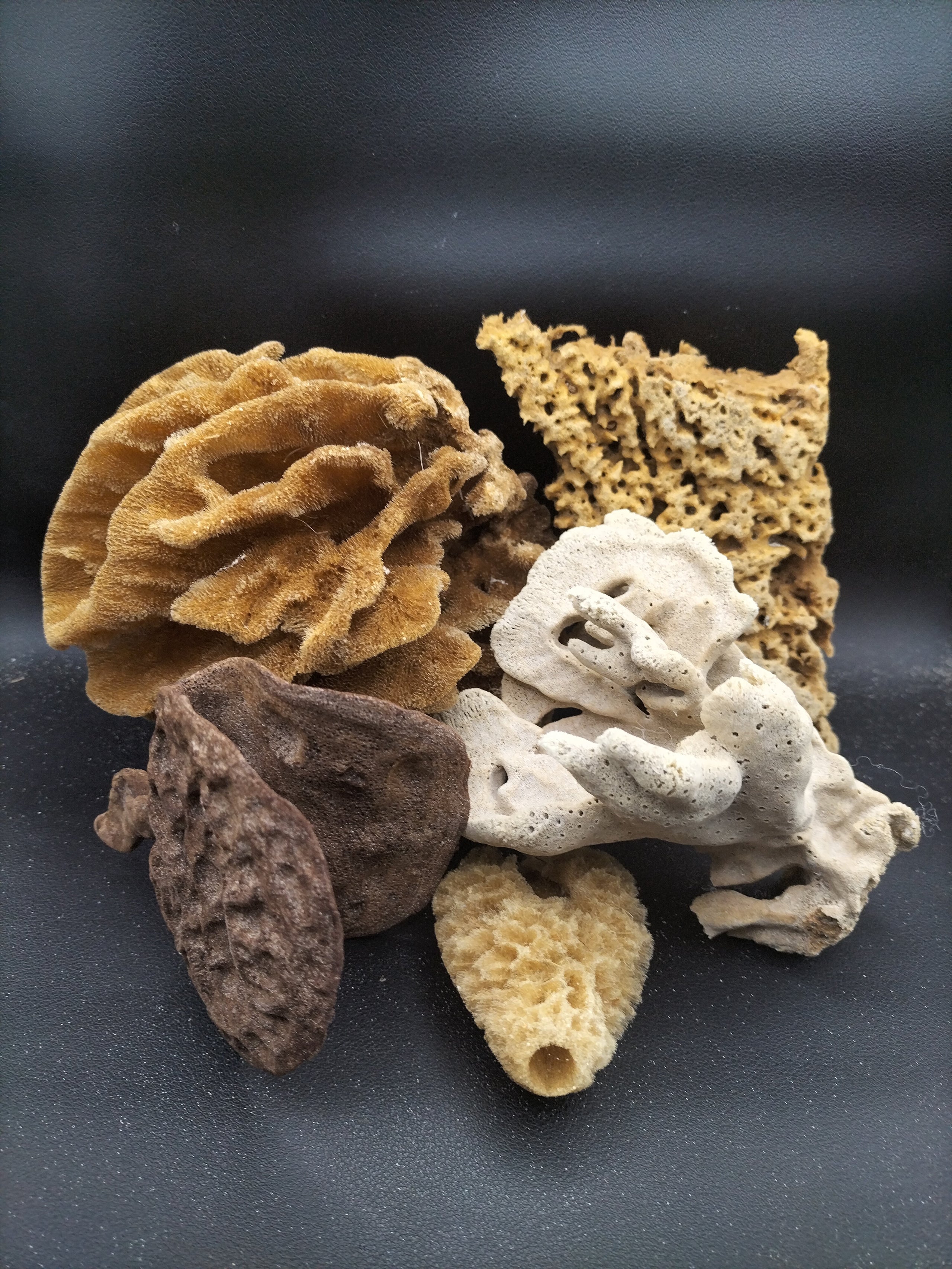 Set of 5 natural sea sponge #4921 | She Sells Shells