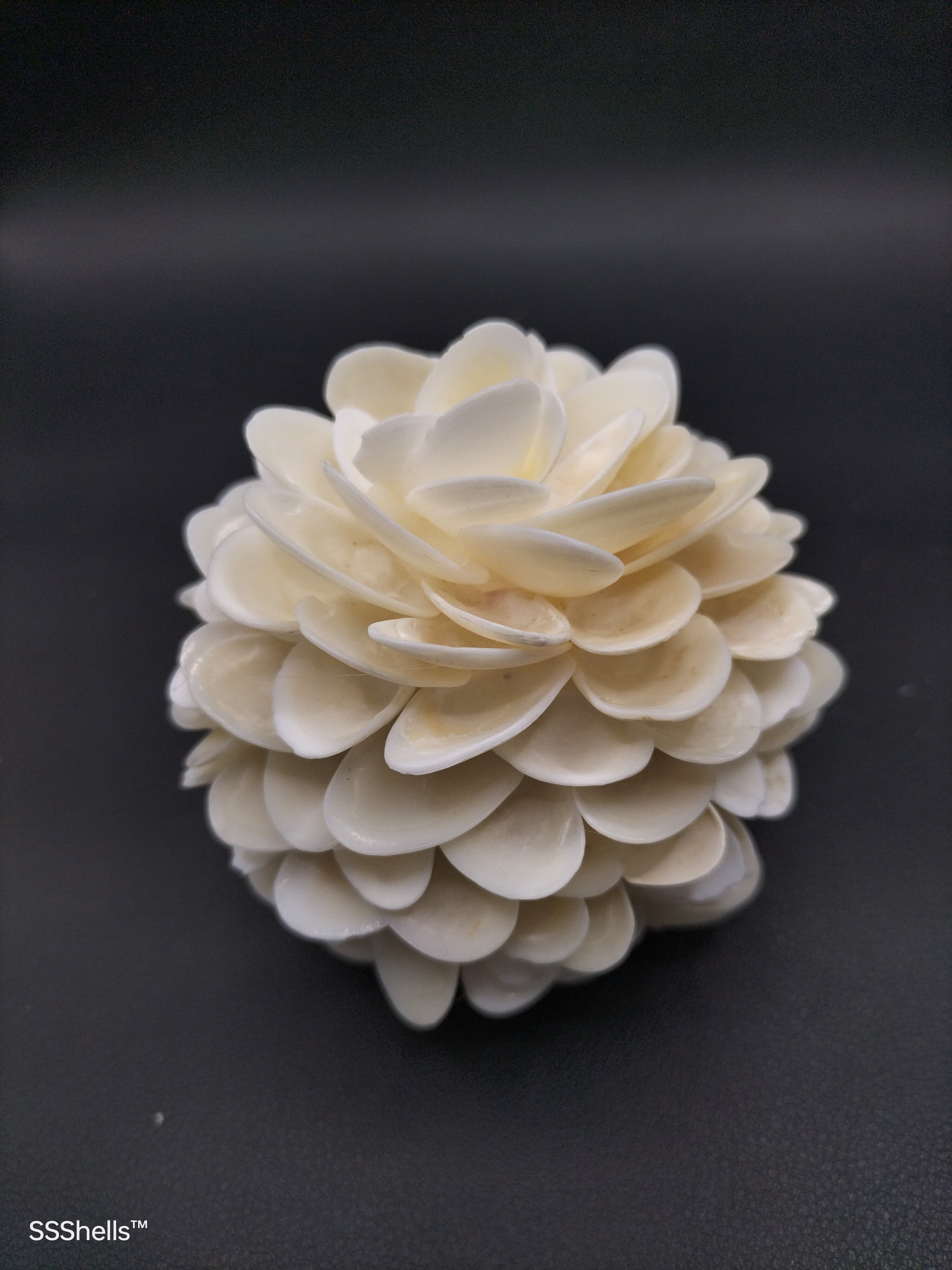 White rose shell decor ball (each) | She Sells Shells