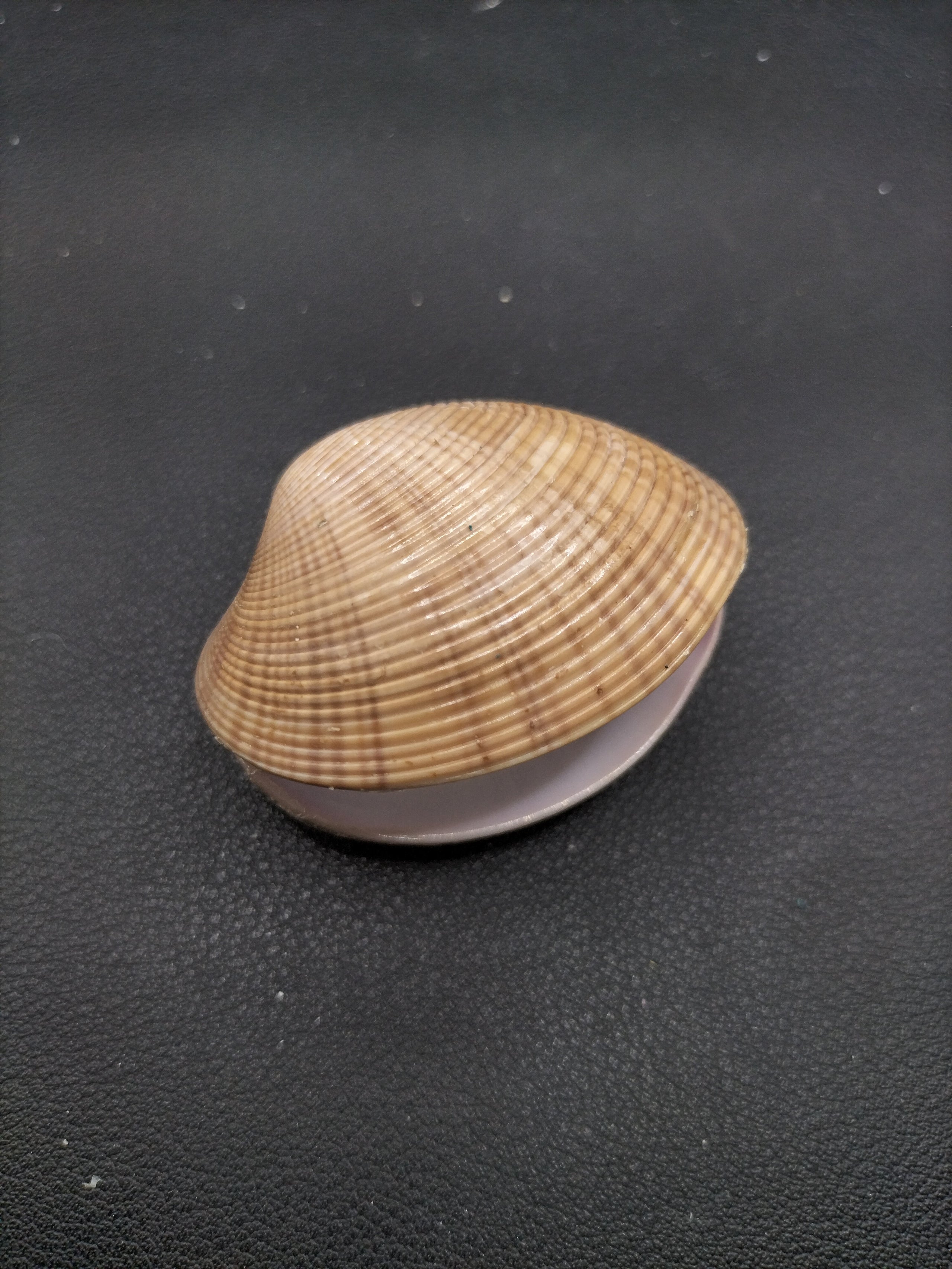 Callista lilacina #5103 | She Sells Shells