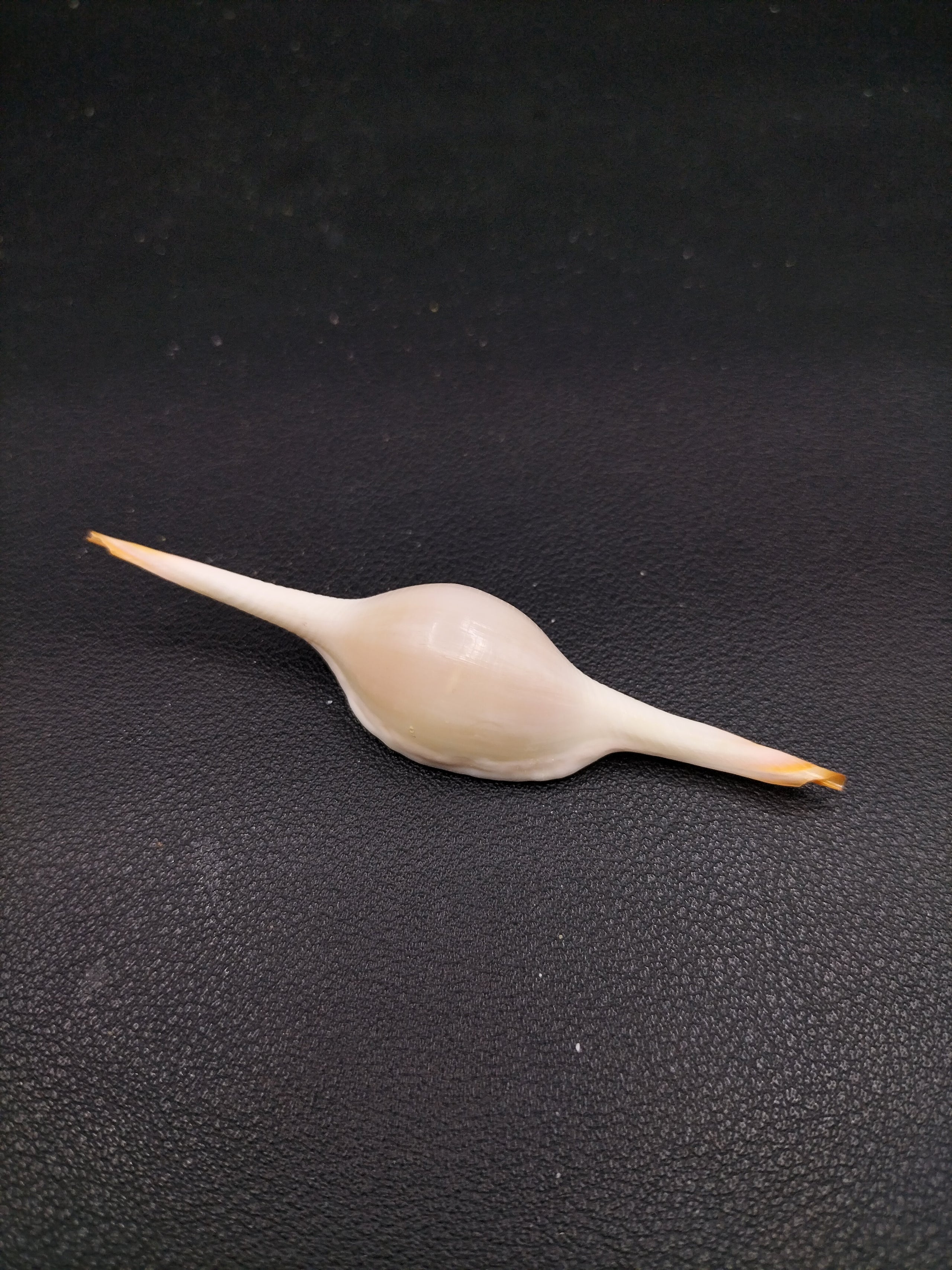 Volva-volva #5469 | She Sells Shells