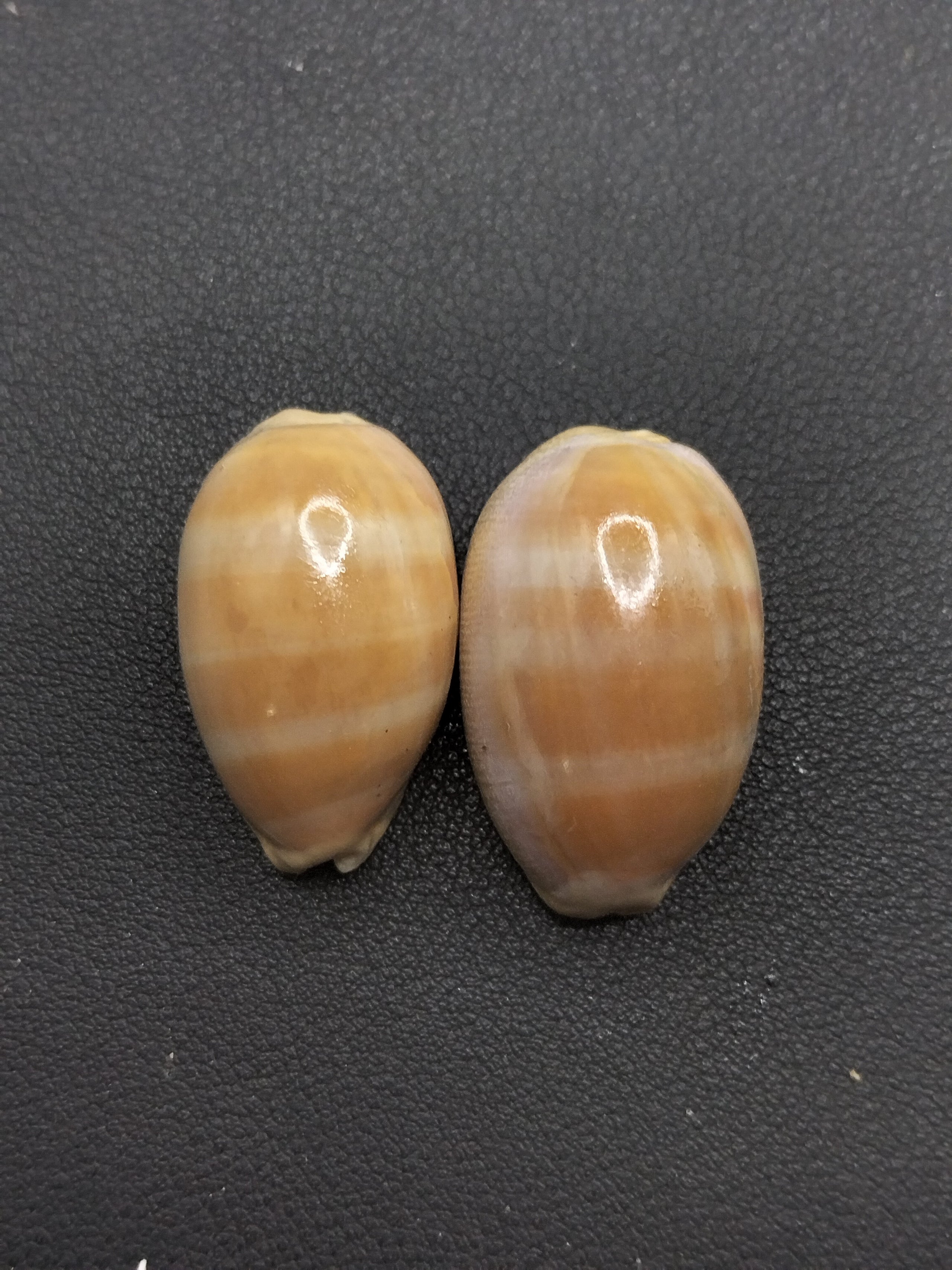 Lyncina leviathan (carneola) #5530 | She Sells Shells