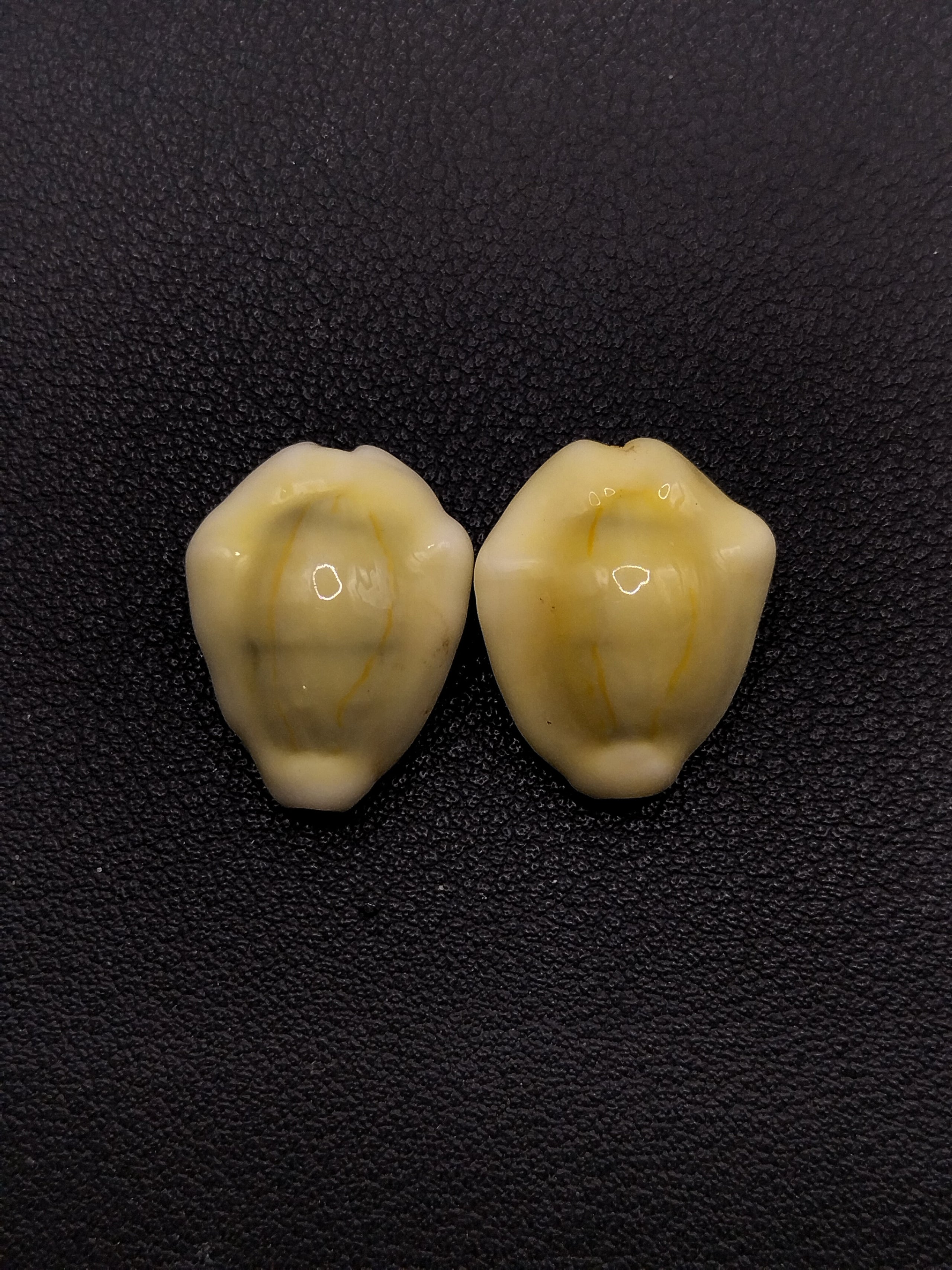 2 x cypraea moneta #5552 | She Sells Shells