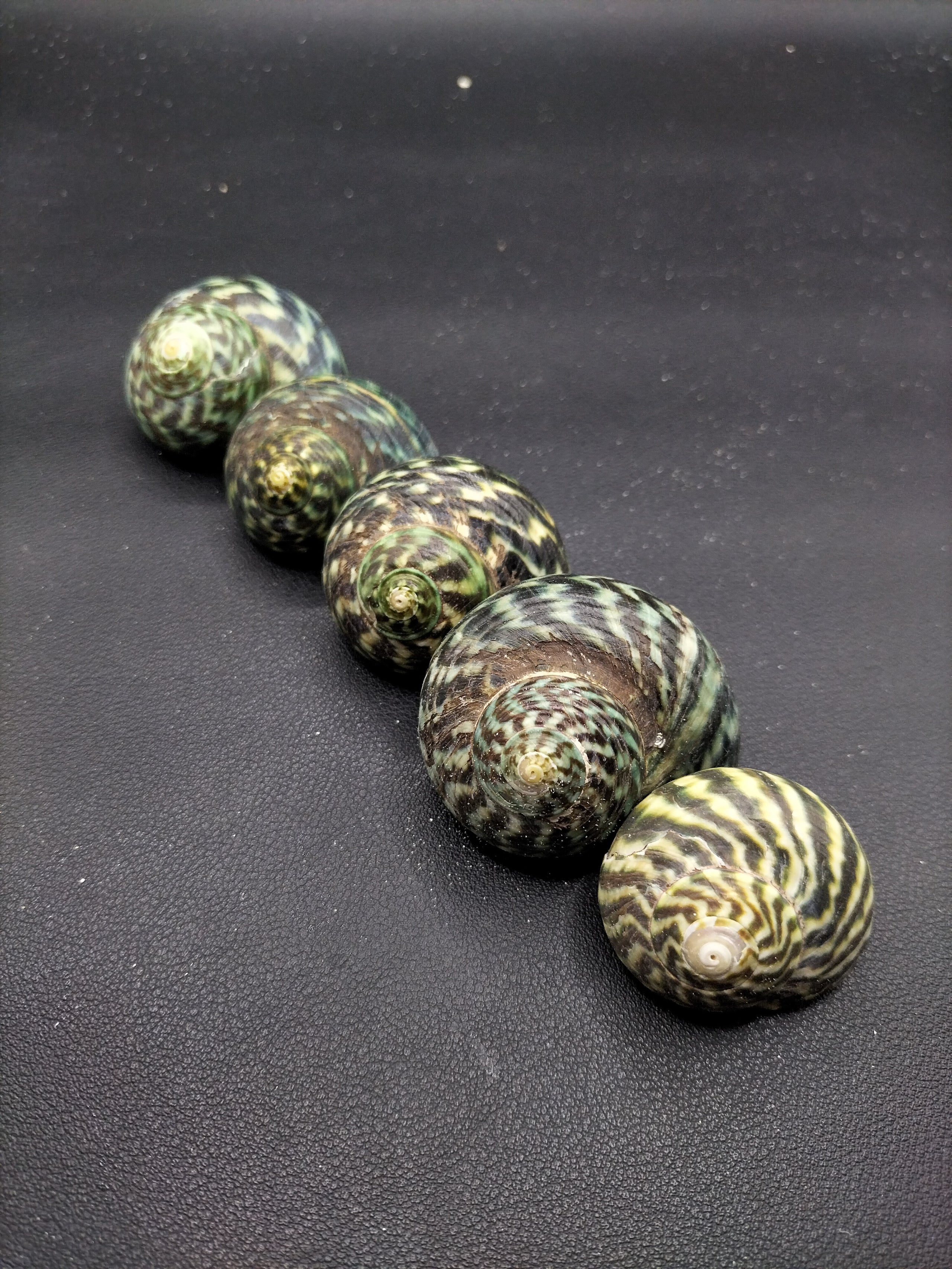 5 x lunella undulata turbo #5559 | She Sells Shells