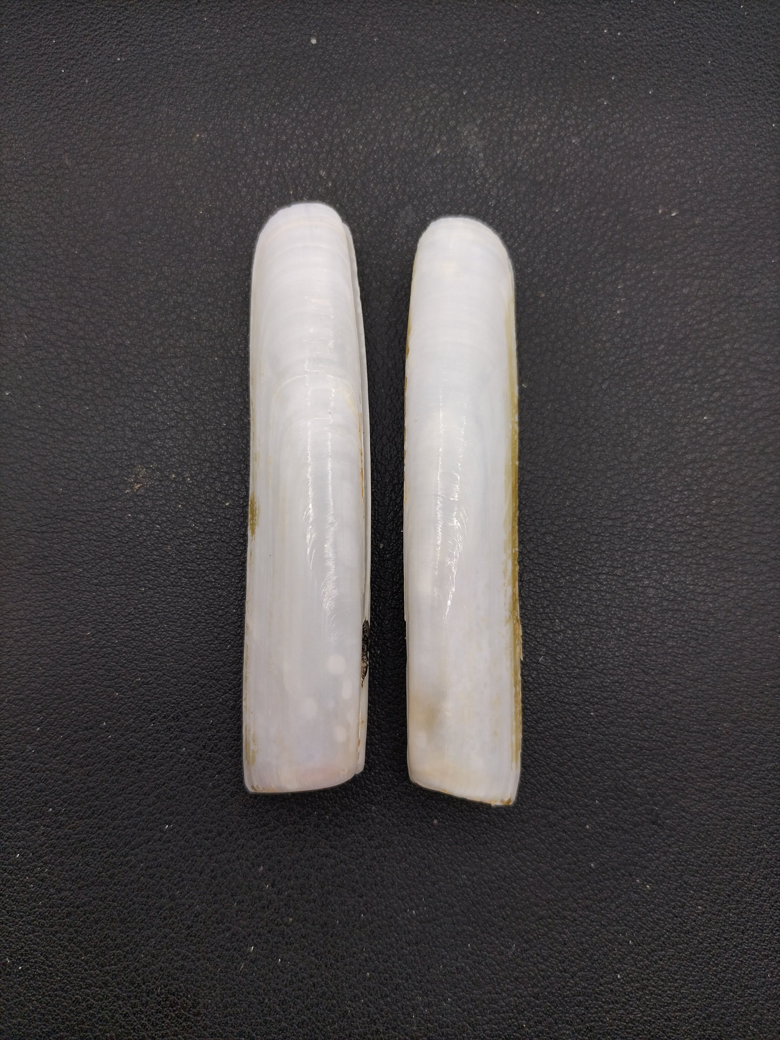 Solen vaginoides (2 pairs) #5564 | She Sells Shells