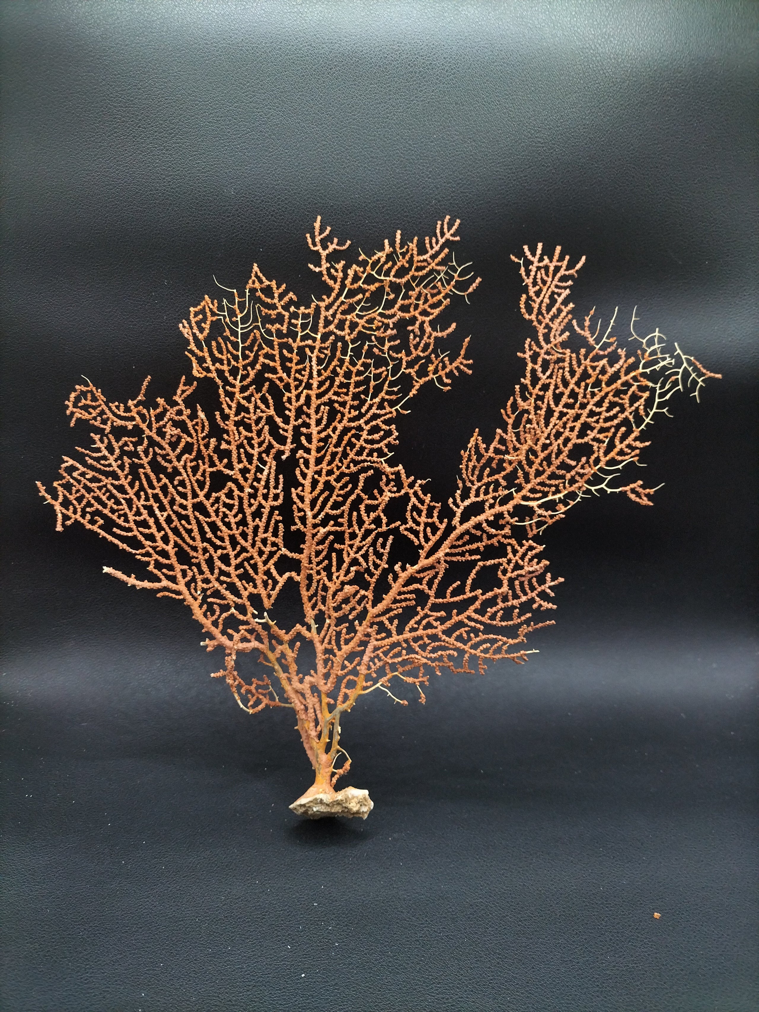 Orange gorgonian sea fan #5574 | She Sells Shells