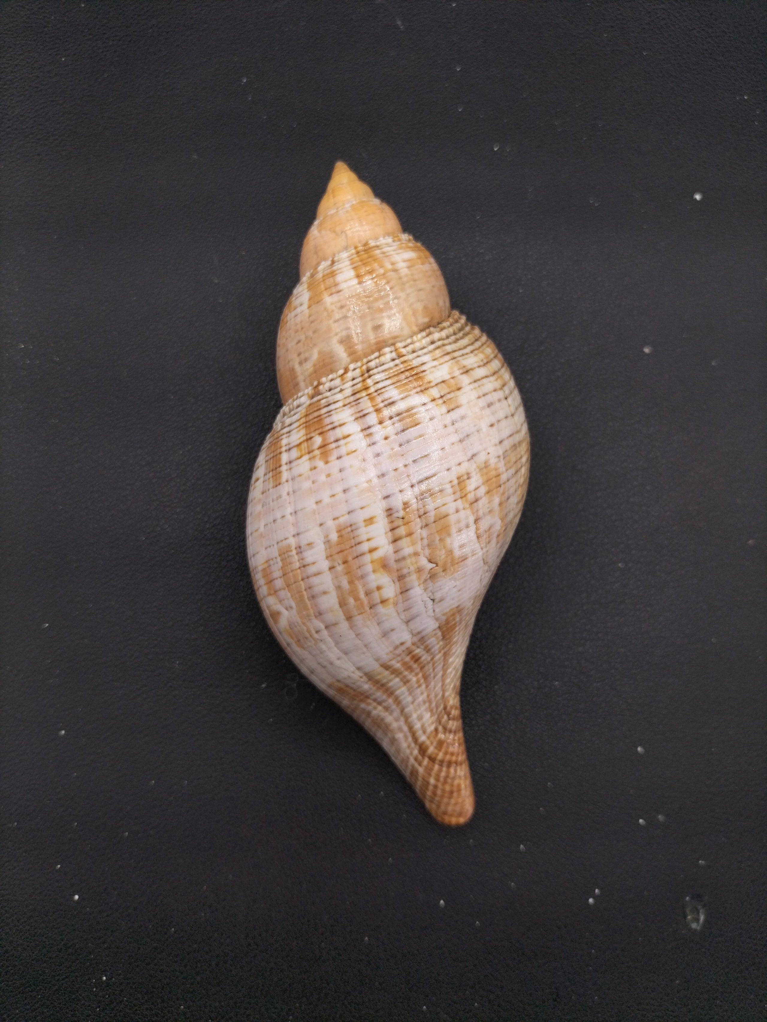 Large, fasciolaria tulipa #5588 | She Sells Shells