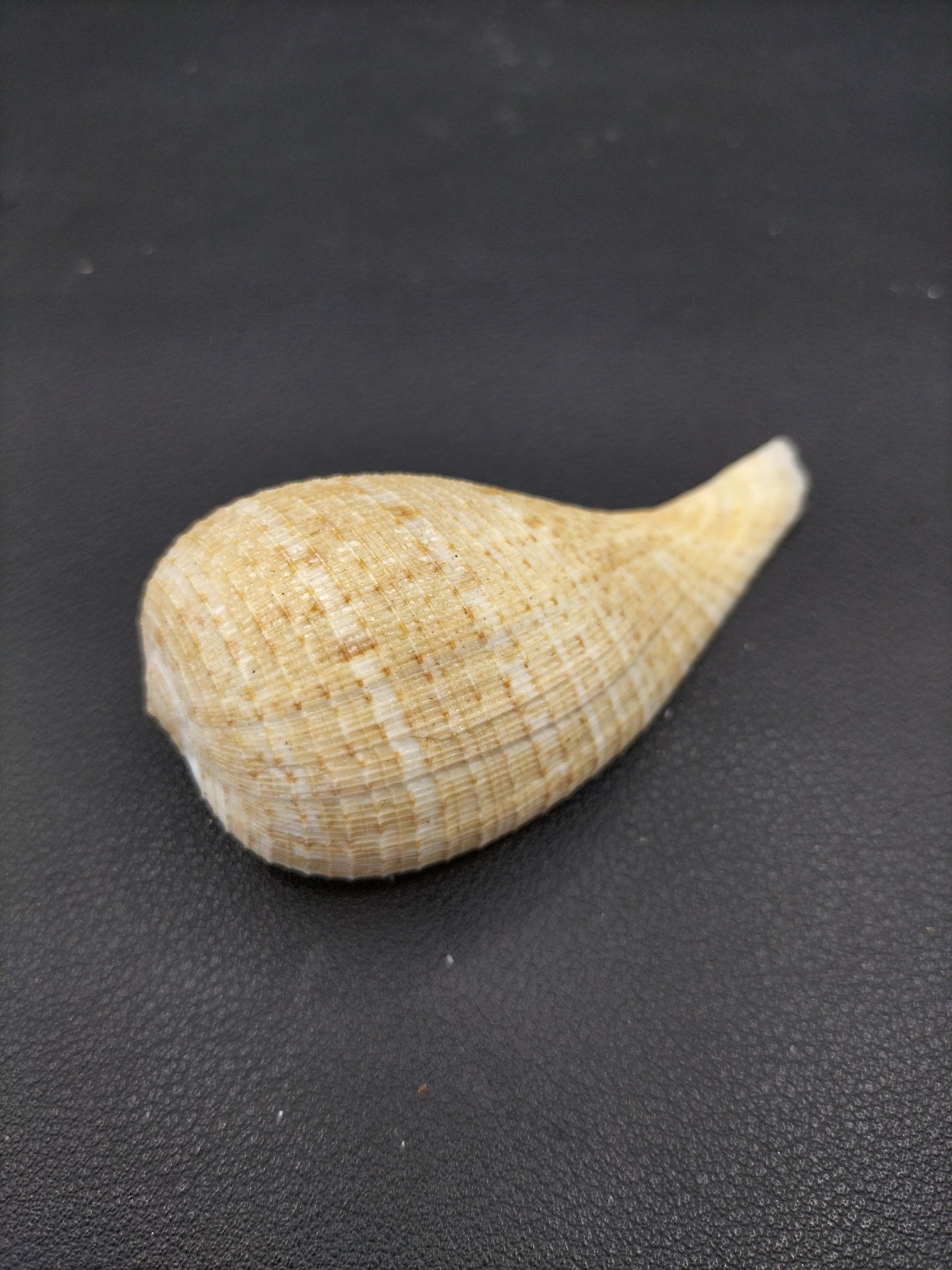 Ficus communis #5609 | She Sells Shells