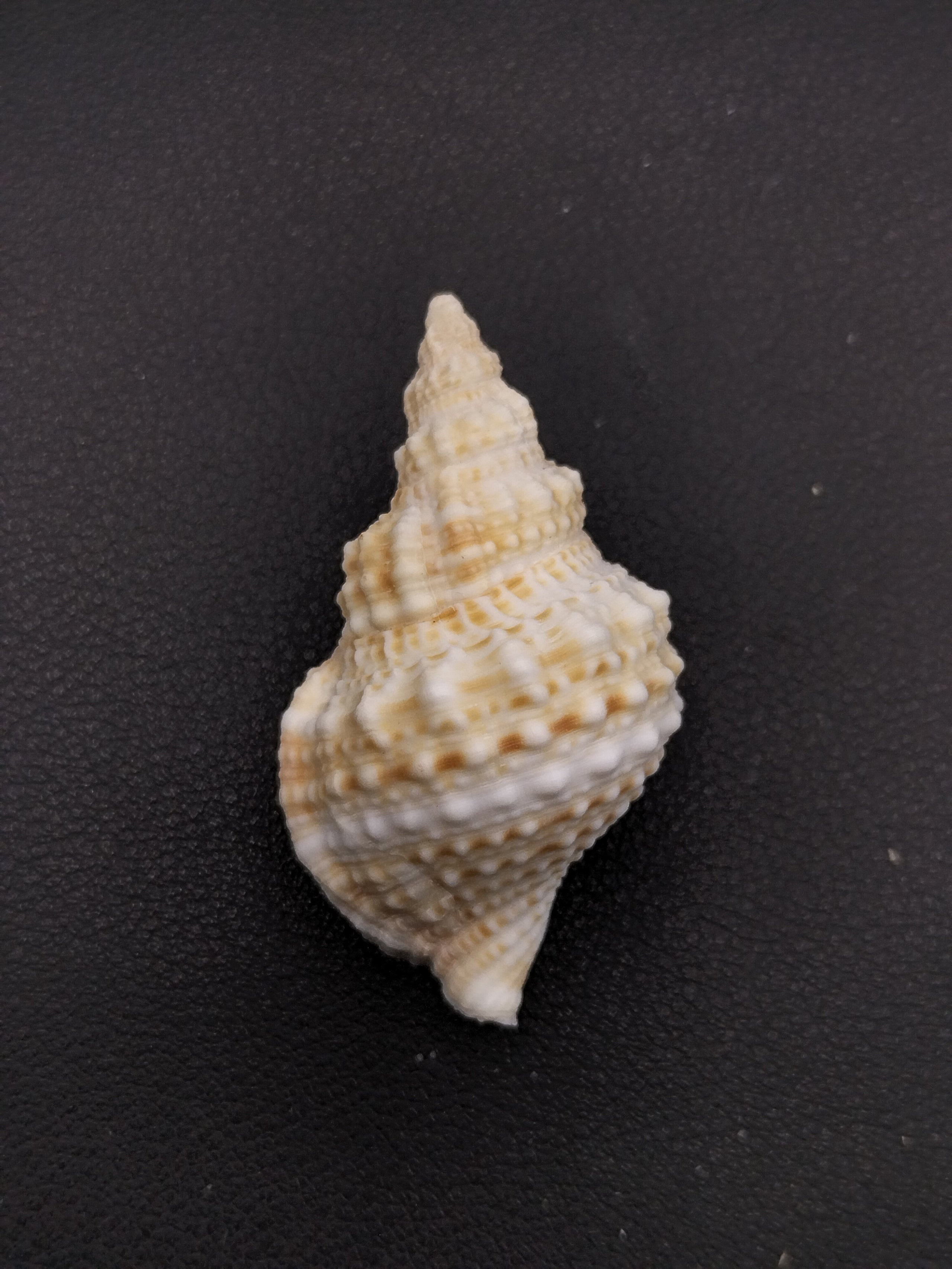Sassia subdistorta #5704 | She Sells Shells