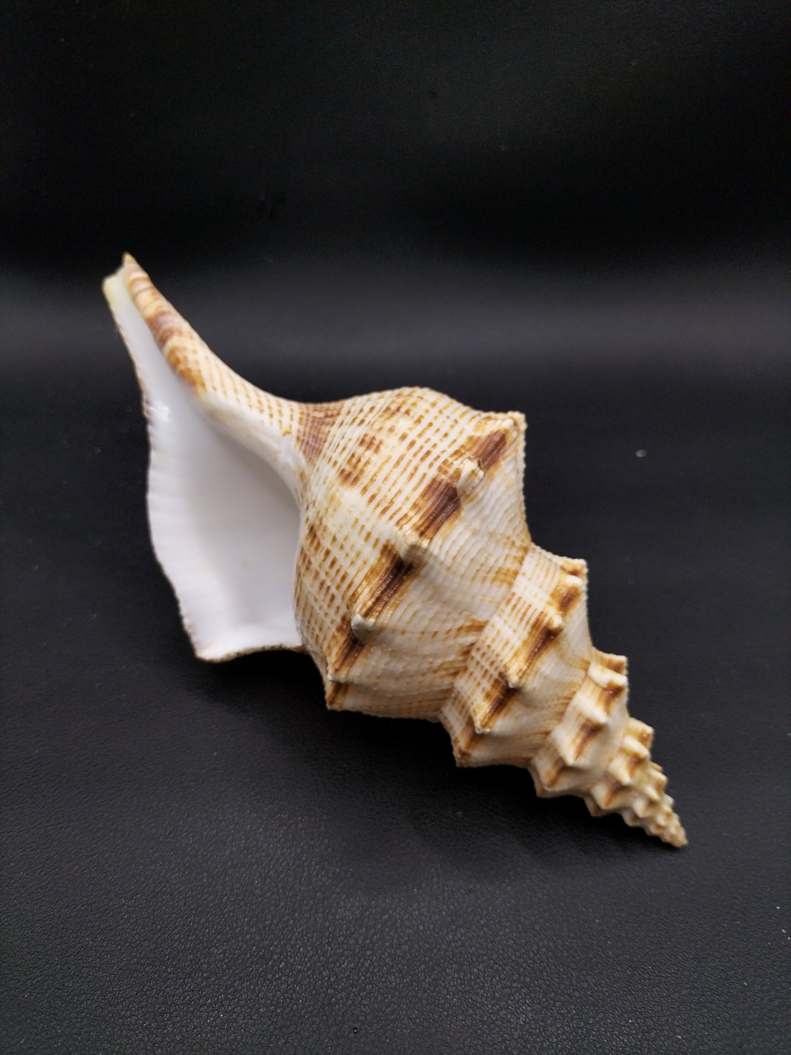 Large penion maximus #5767 | She Sells Shells