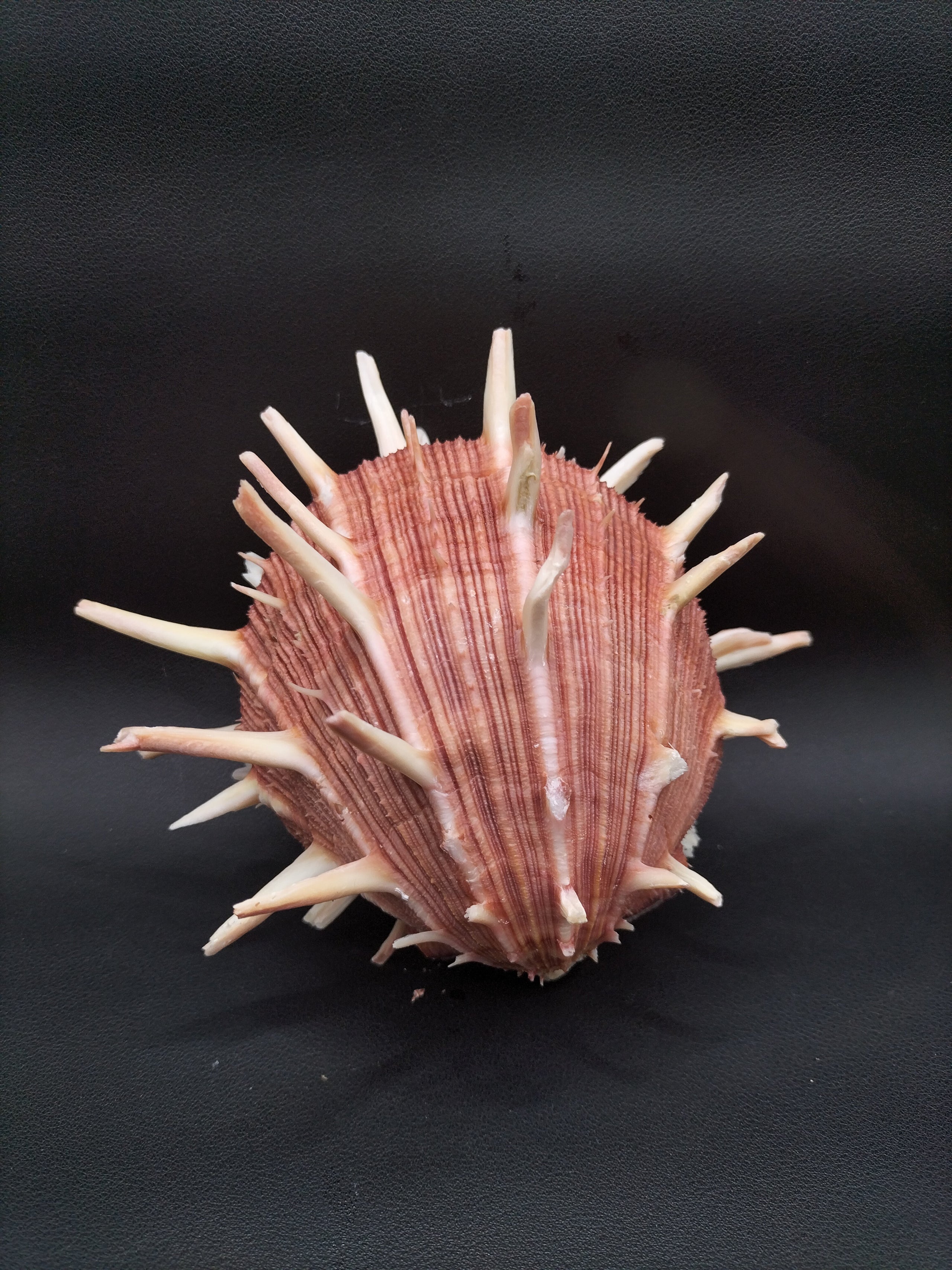 Spondylus regius #5951 | She Sells Shells