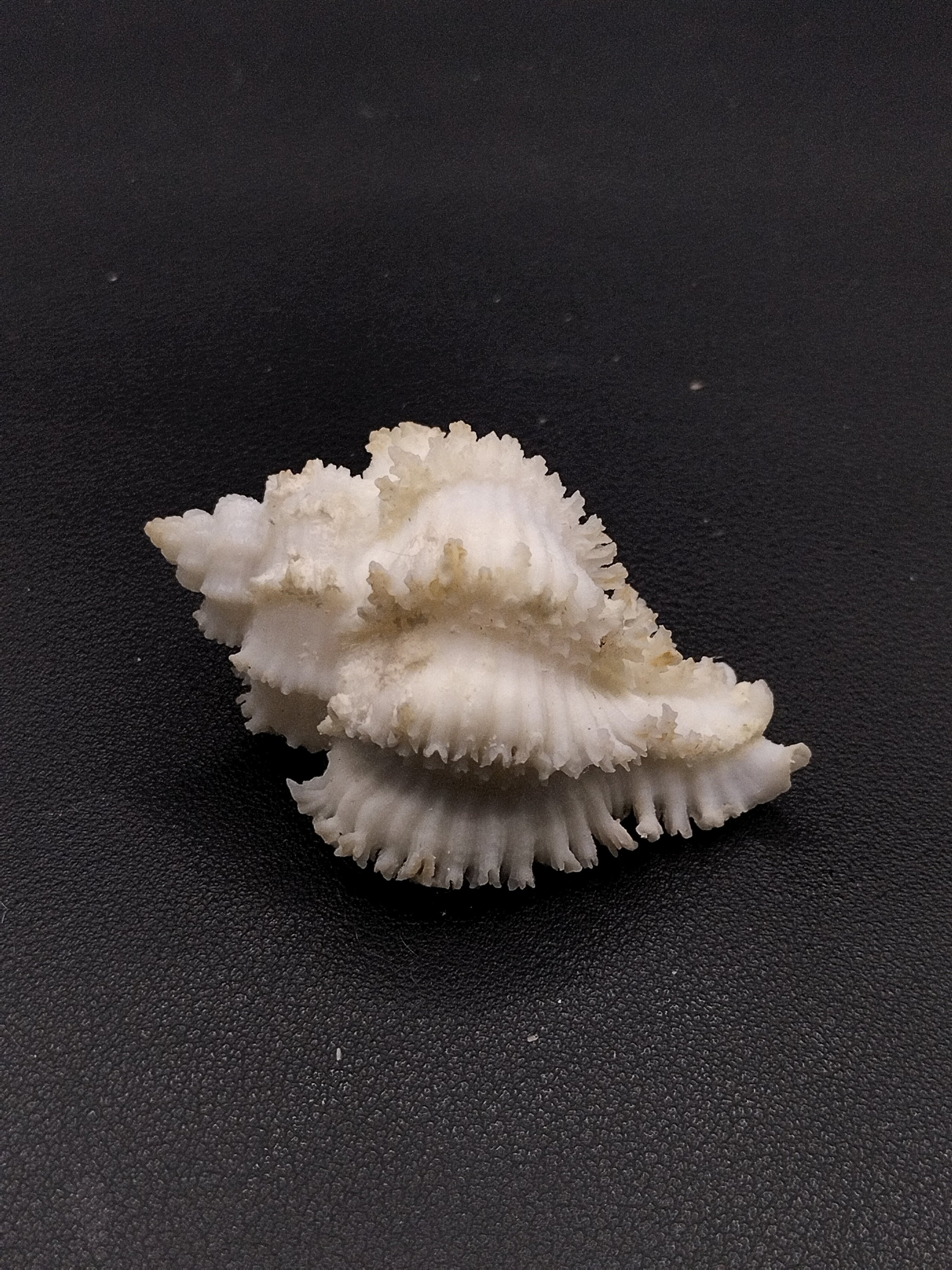 Albino hexaplex stainforthi #6000 | She Sells Shells