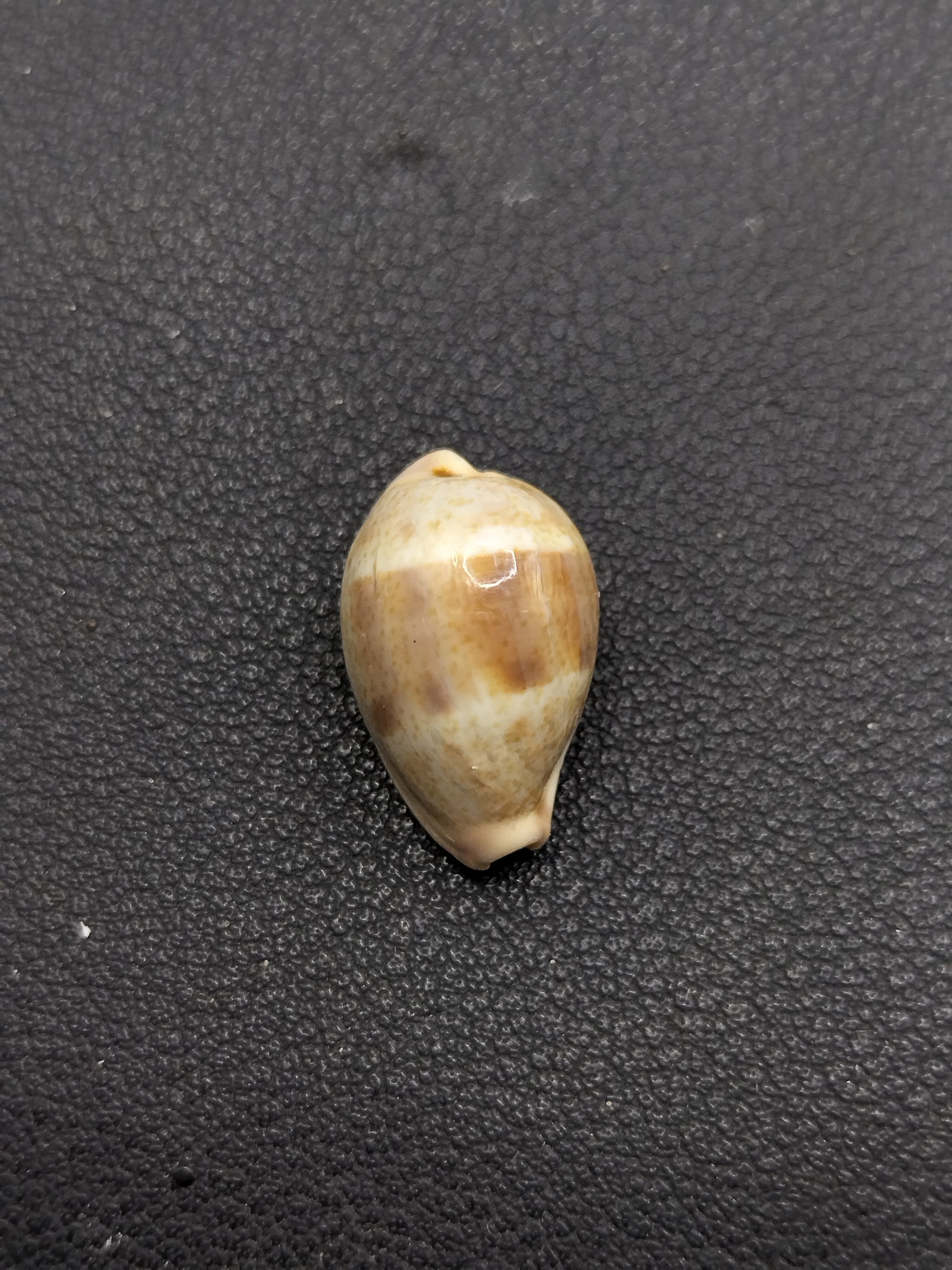 Cypraea walkeri #6104 | She Sells Shells