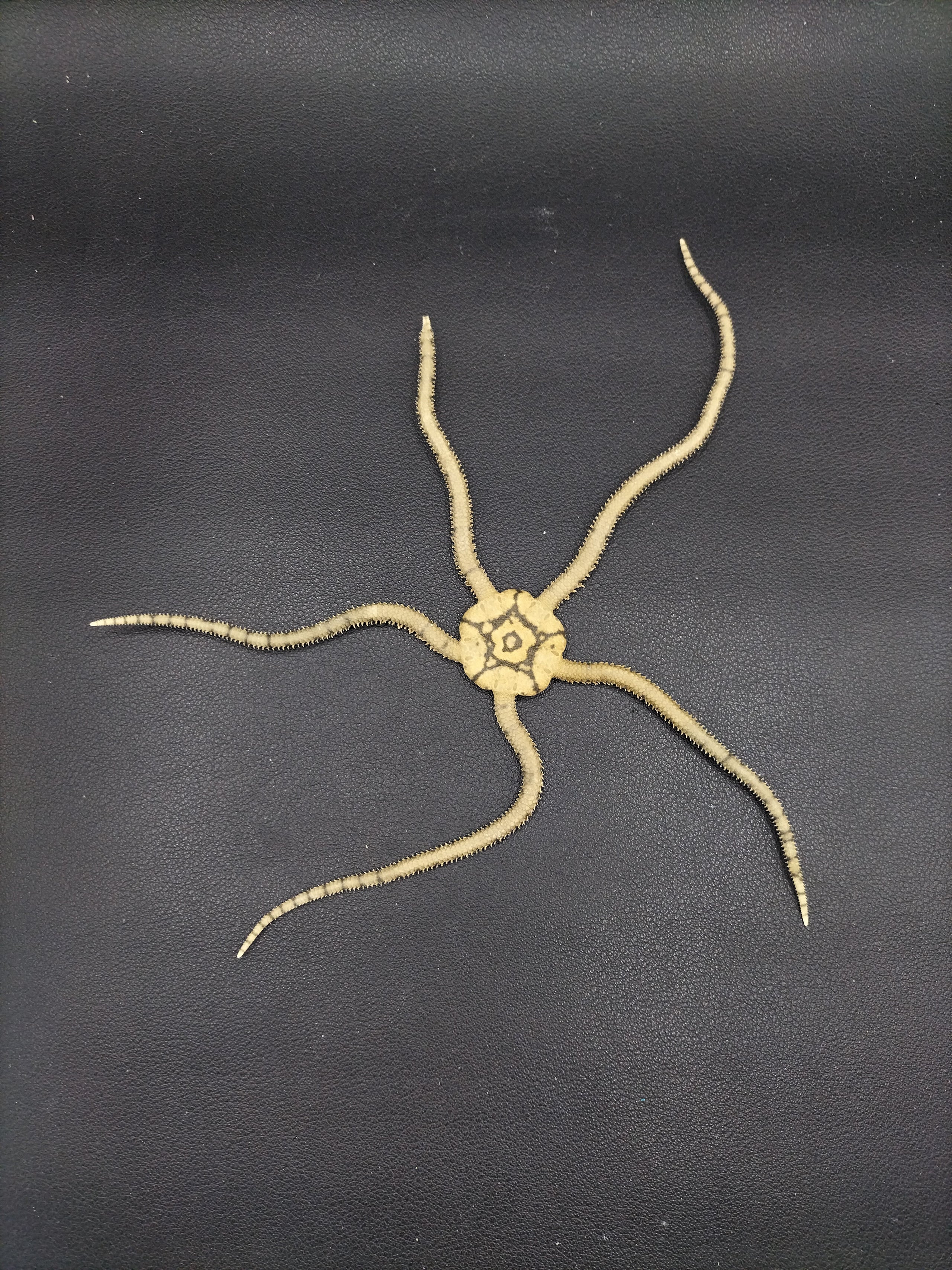 XL brittle starfish (Ophiolepis superba) #6216 | She Sells Shells