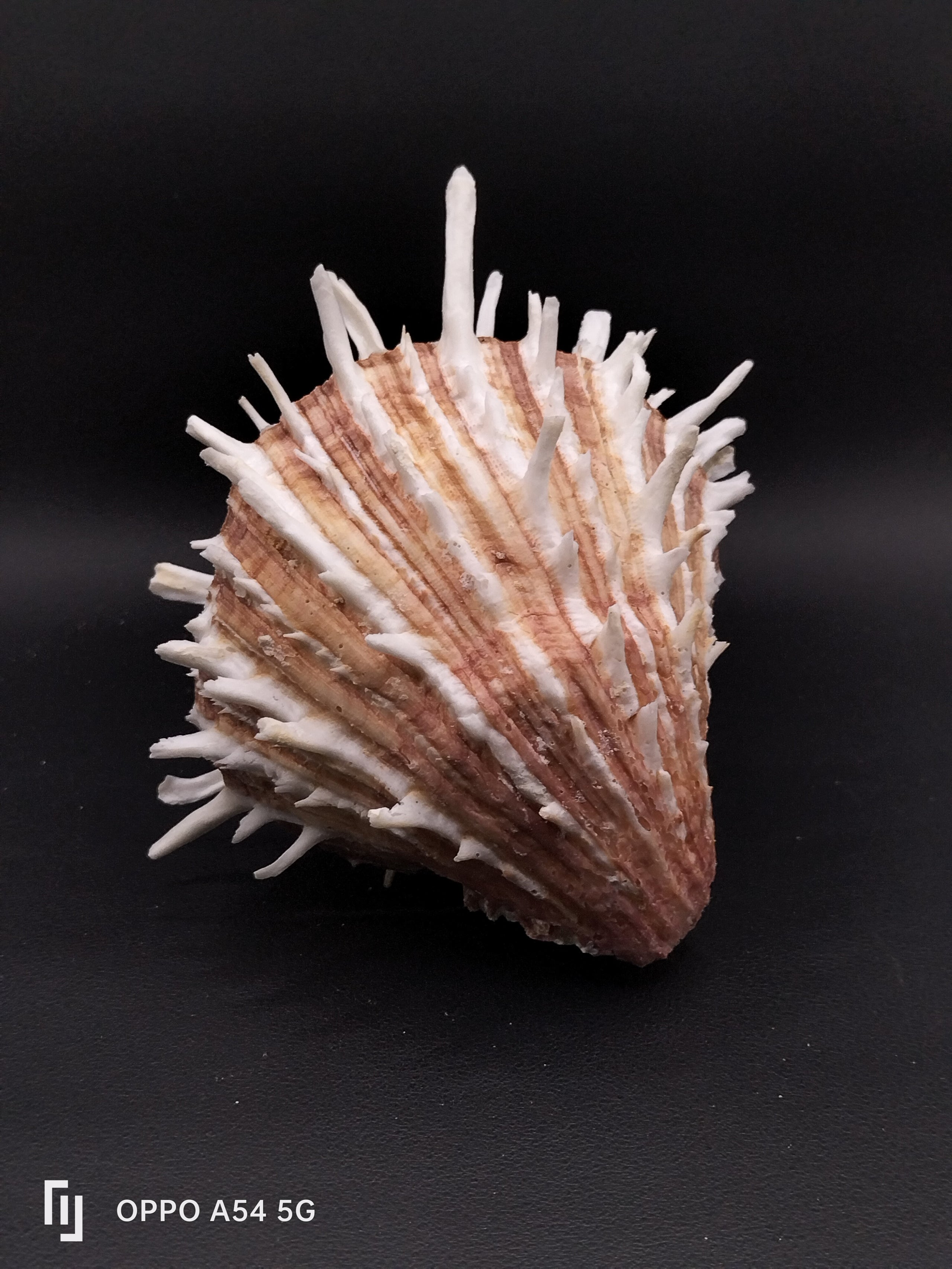 Pink spondylus sinensis #6306 | She Sells Shells
