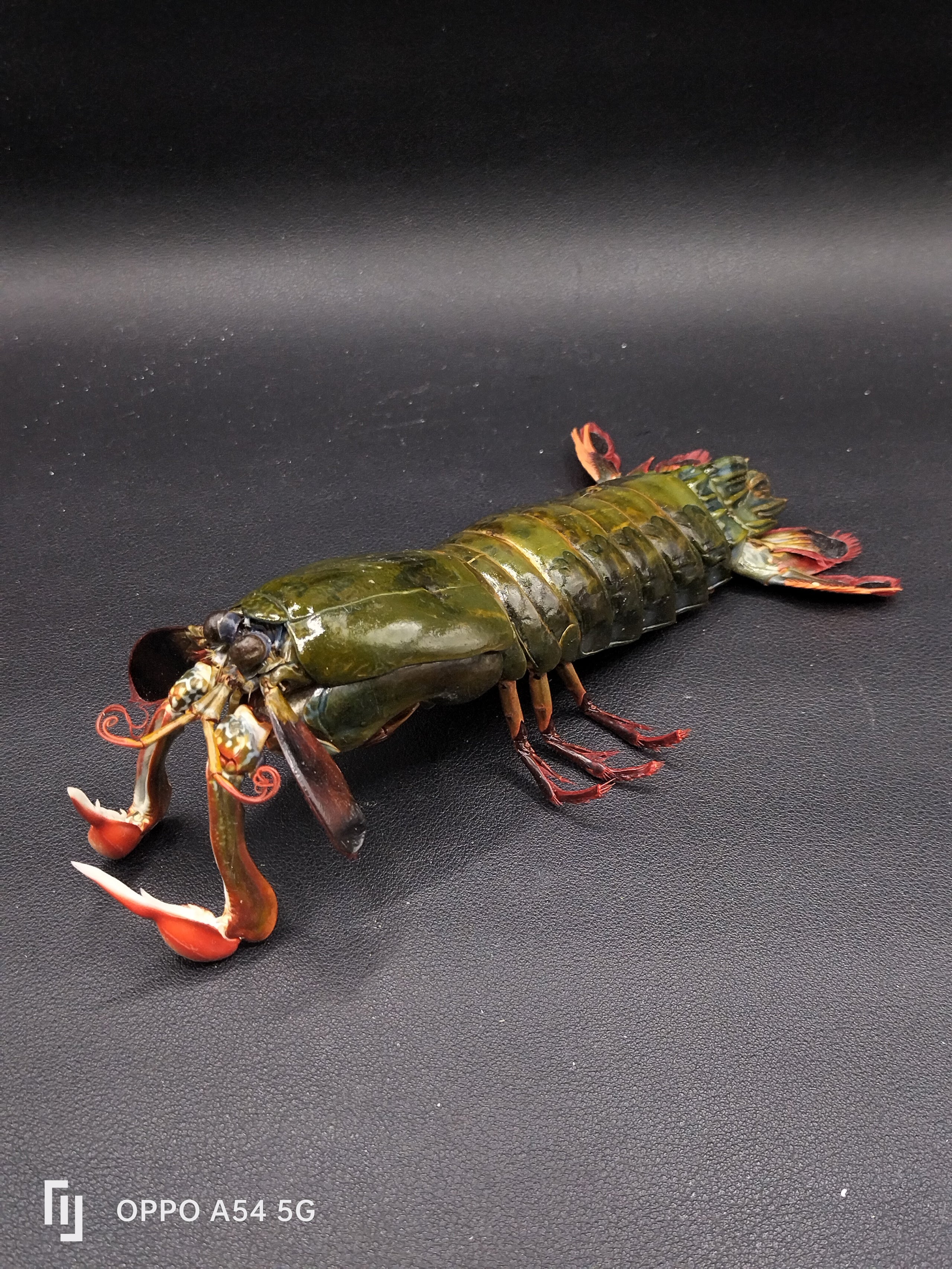 Giant rainbow mantis shrimp #6341 | She Sells Shells