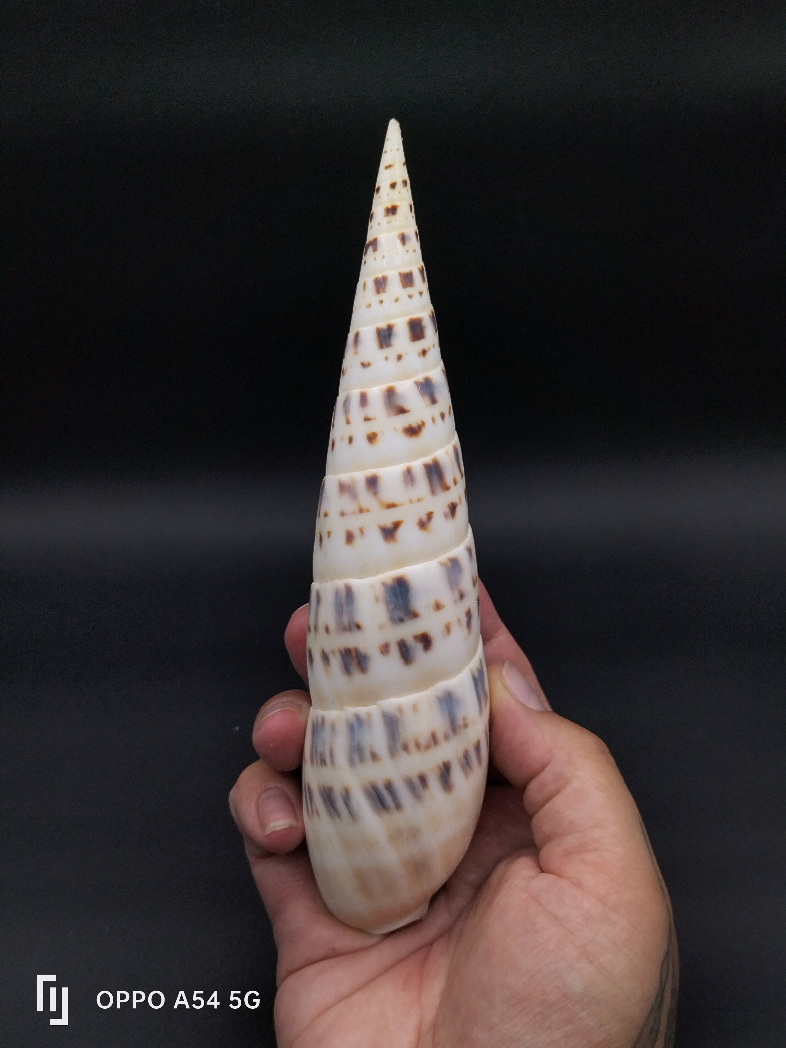 Large terebra maculata #6414 | She Sells Shells