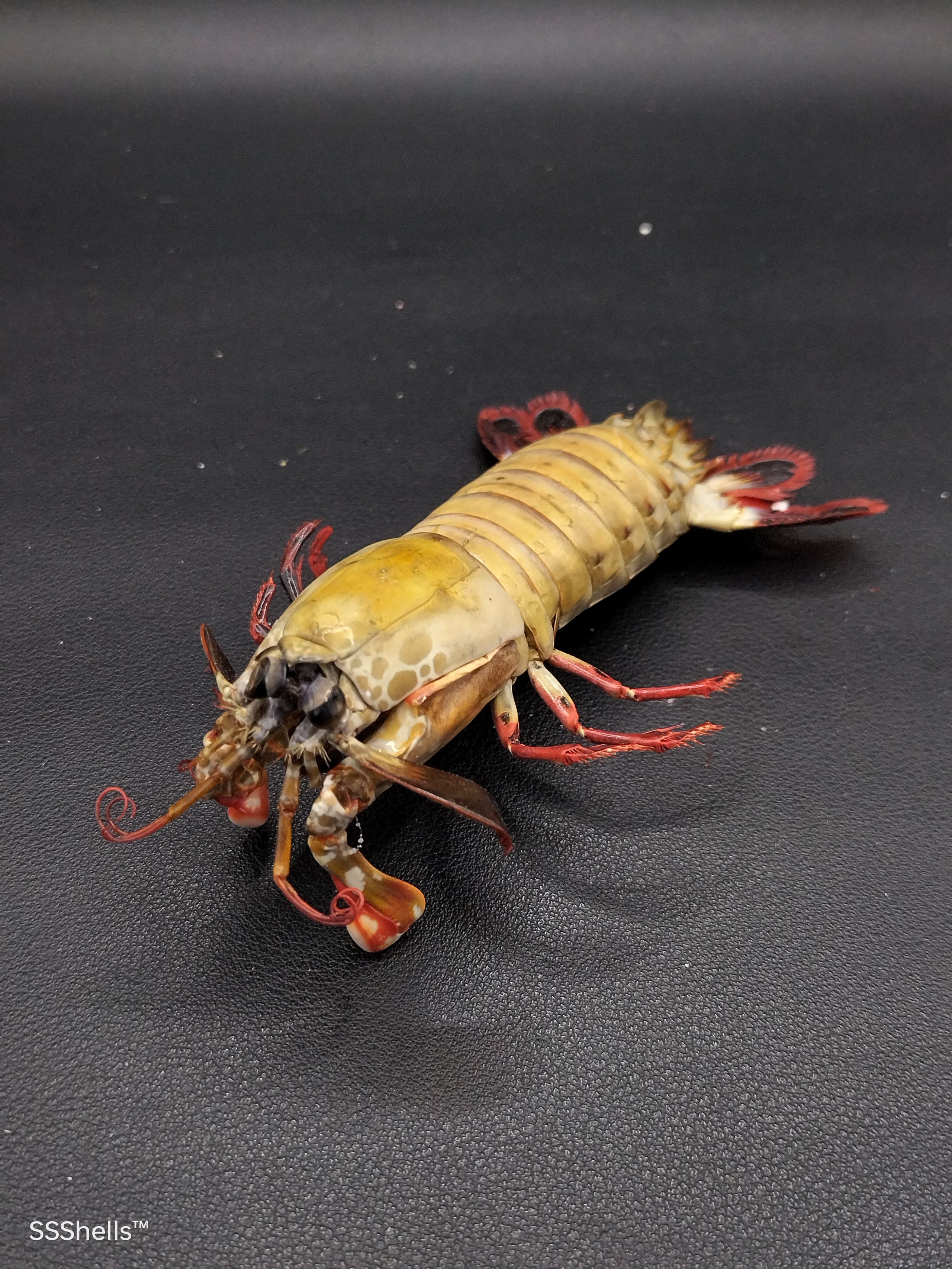 Rainbow mantis shrimp #6519 | She Sells Shells