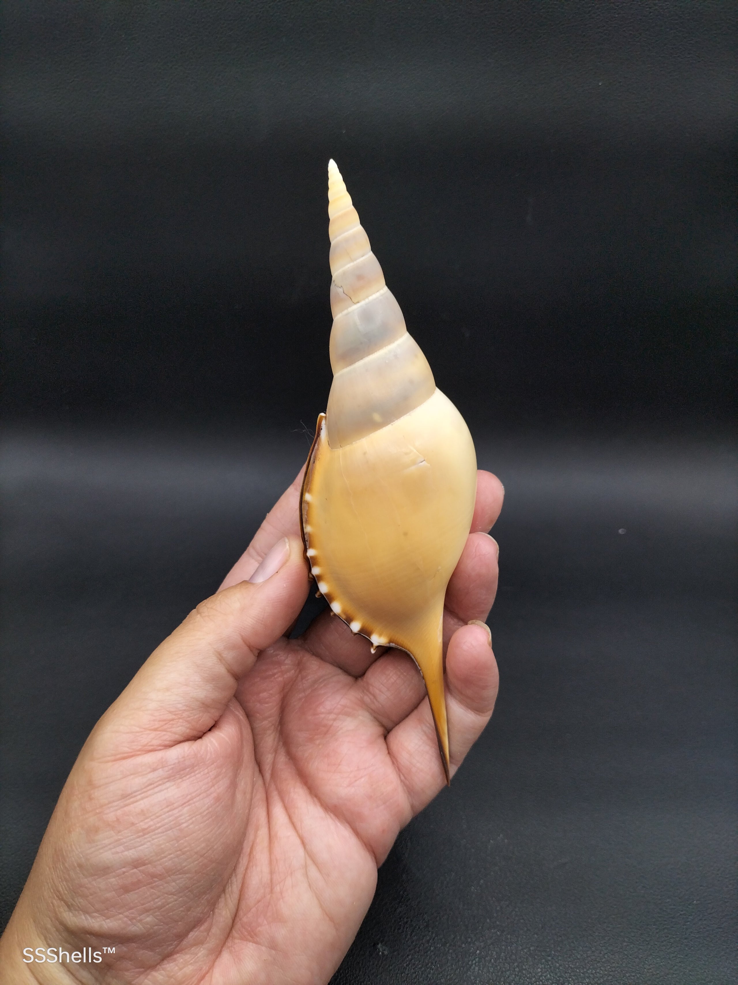 Large tibia martini #6566 | She Sells Shells