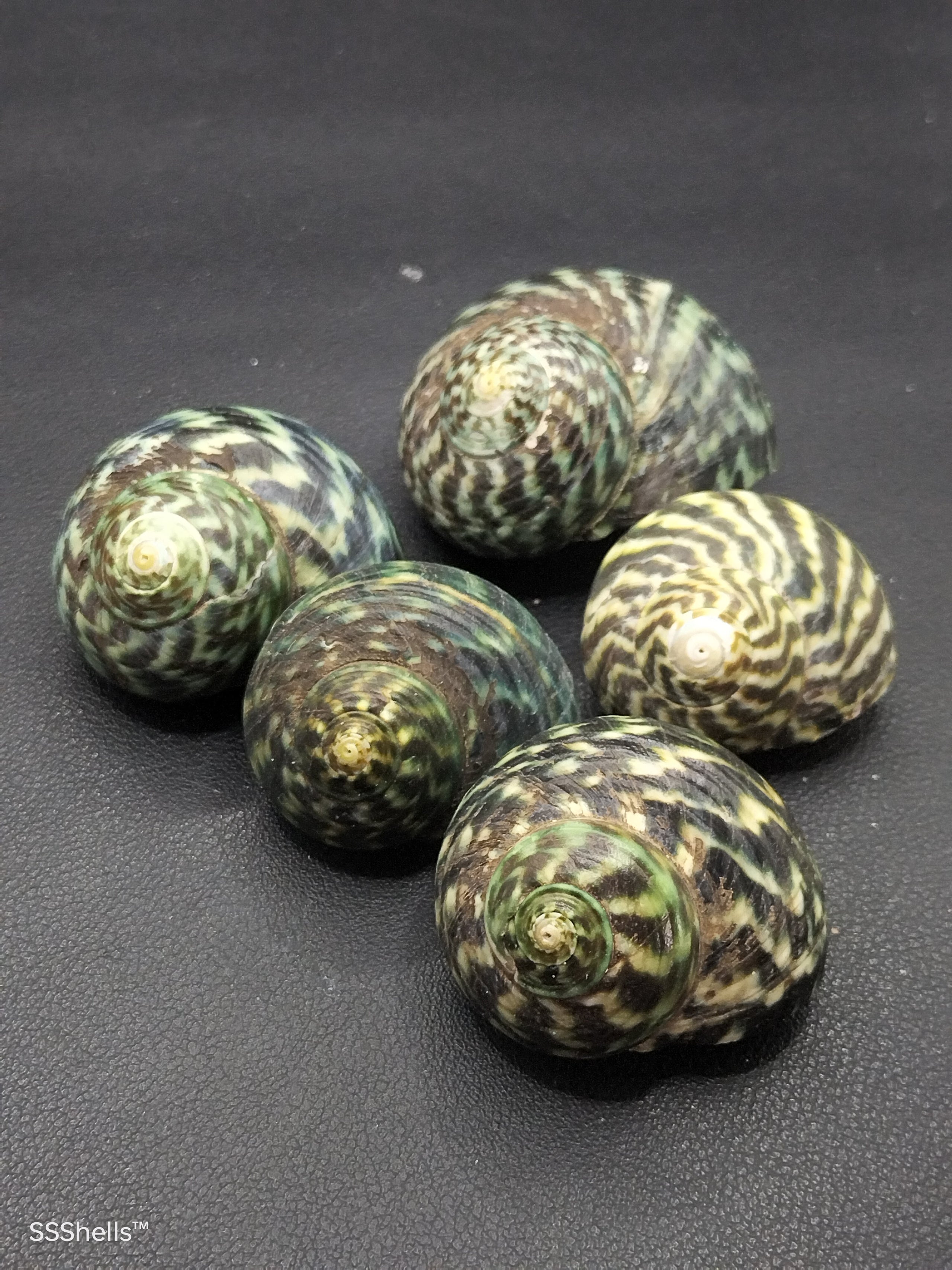 5 x lunella undulata turbo #5559 | She Sells Shells