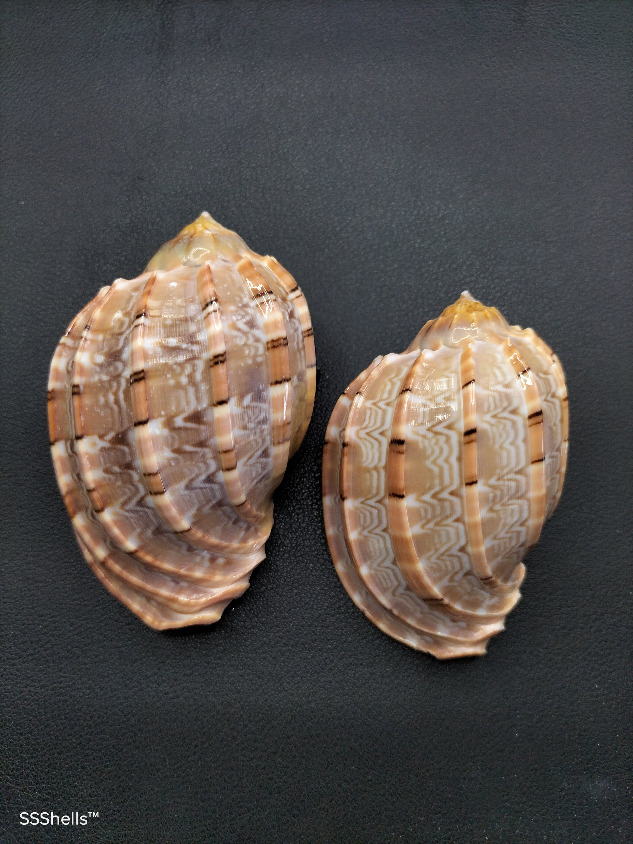 Harpa articularis #6615 | She Sells Shells