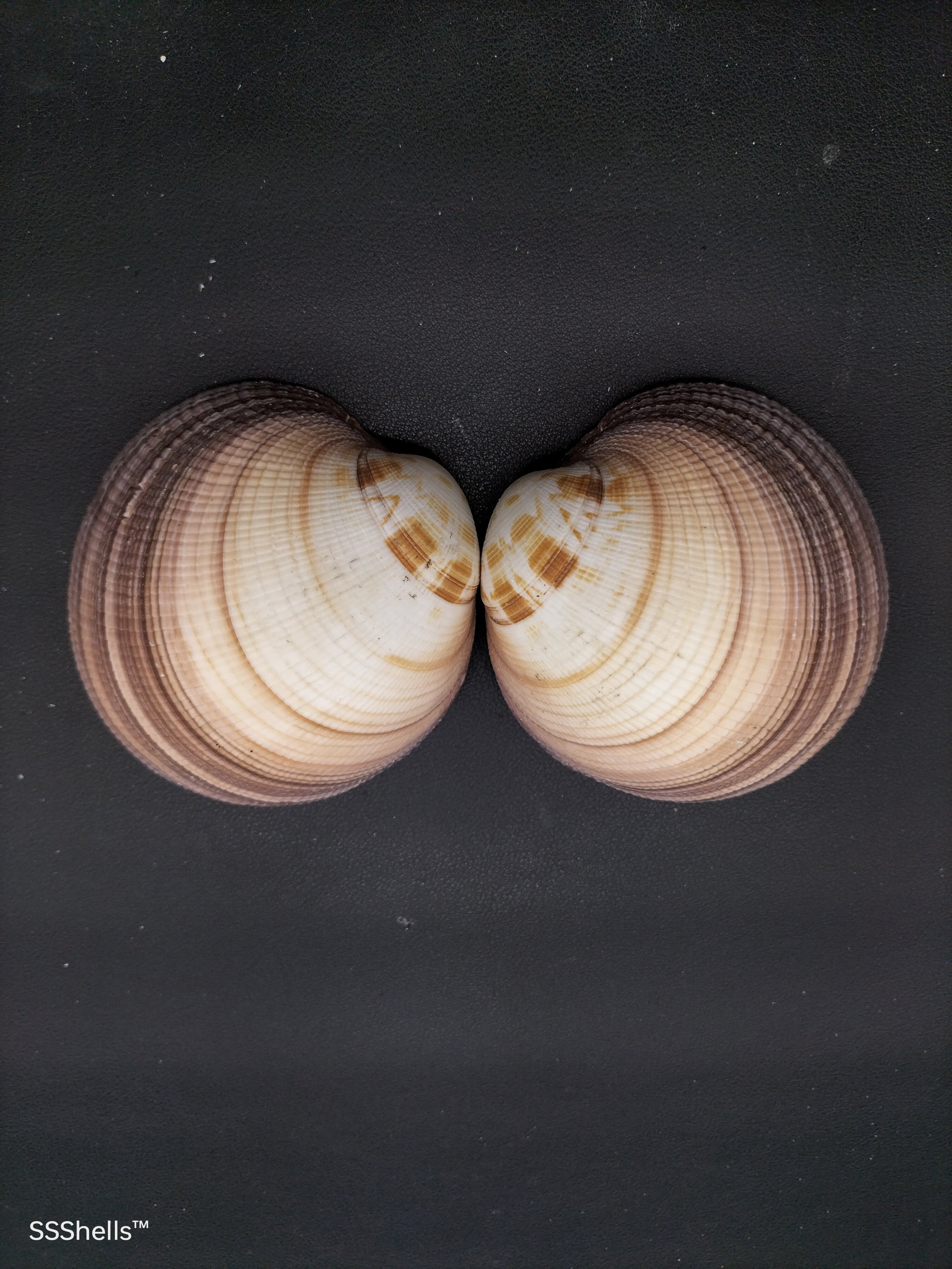 Giant Maxima cockle #6639 | She Sells Shells