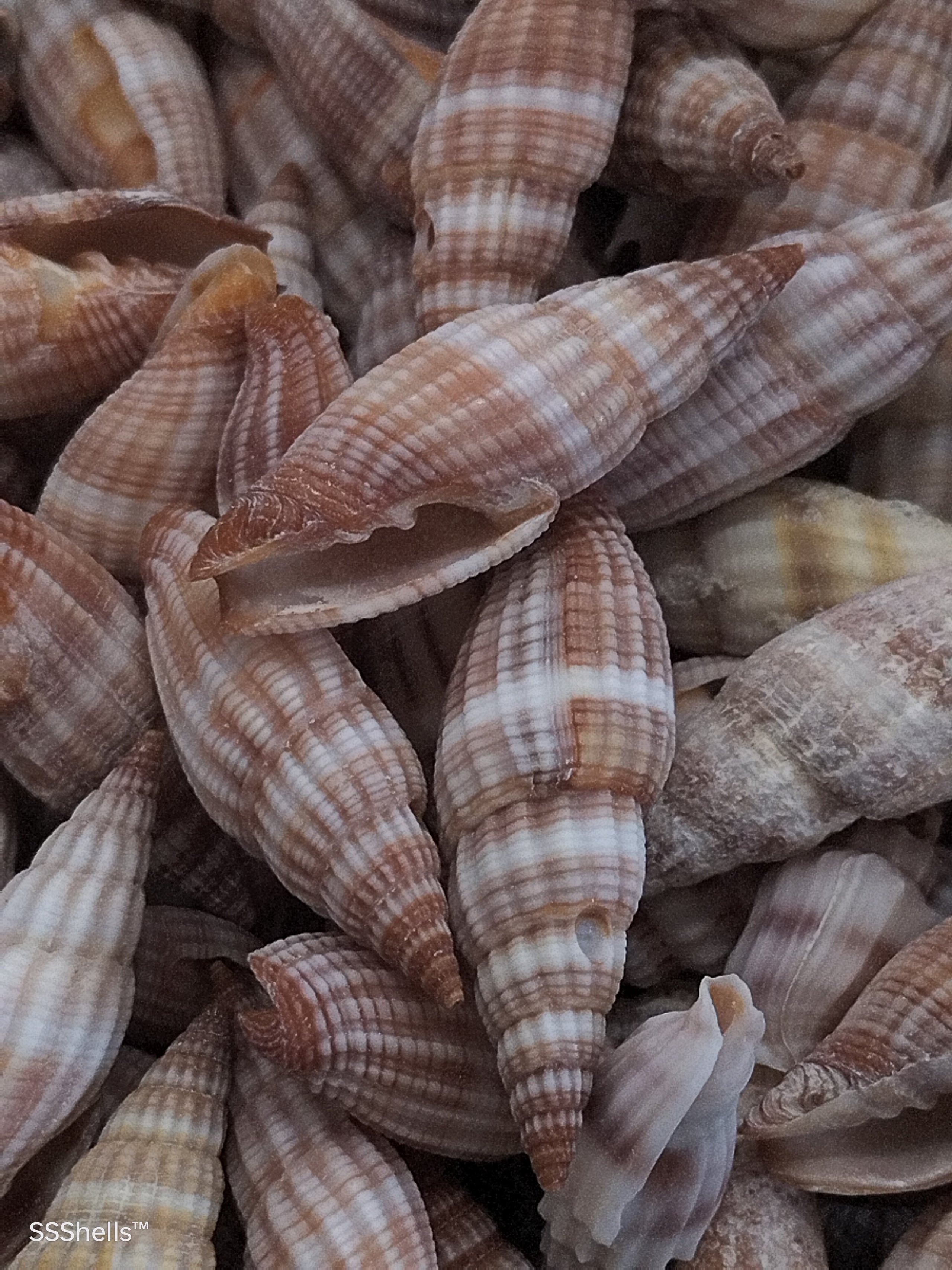500g red mitra shell | She Sells Shells